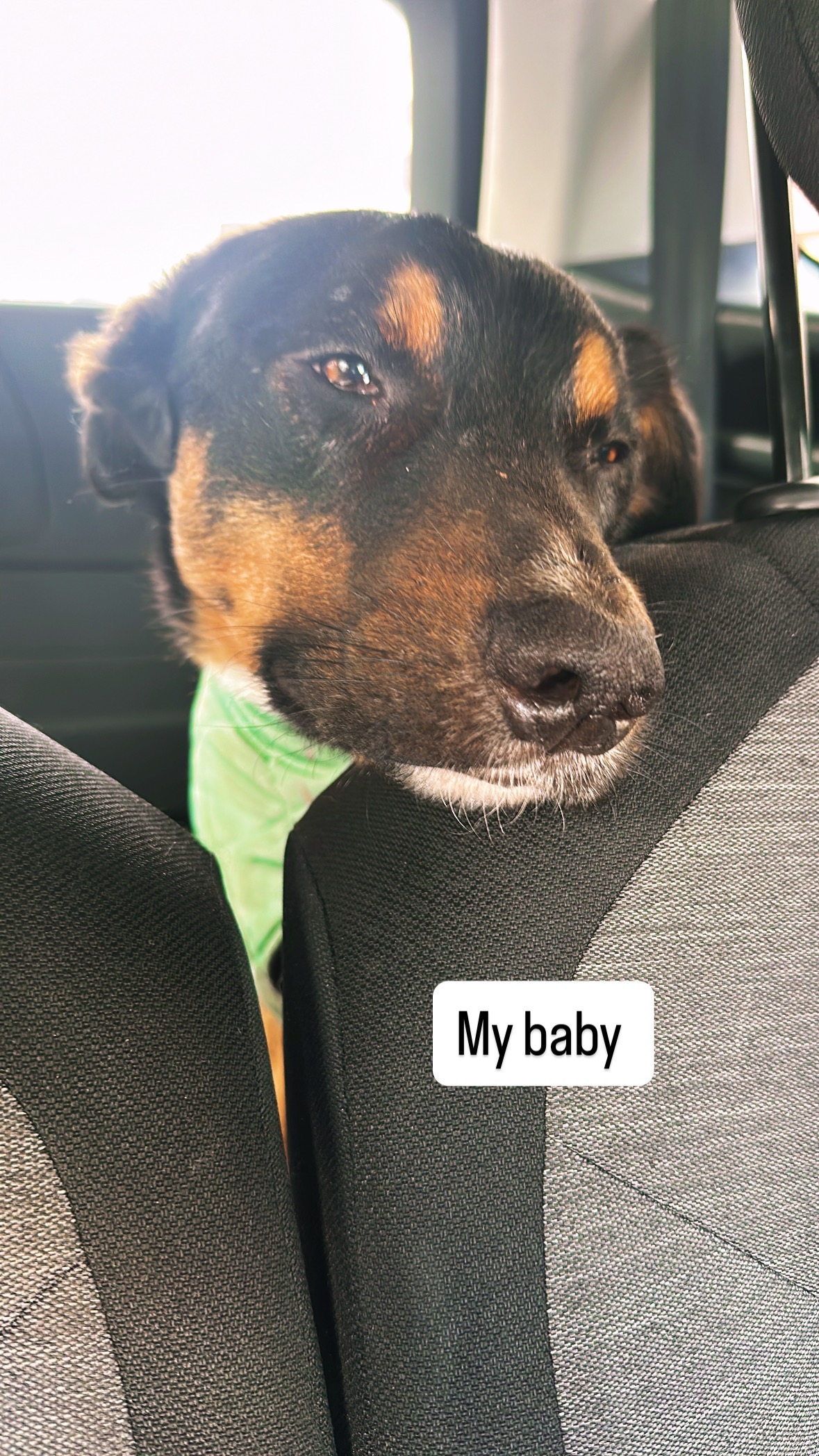 Fundraiser by Gemmalouise Wainwright : Help me keep Toby stable after ...
