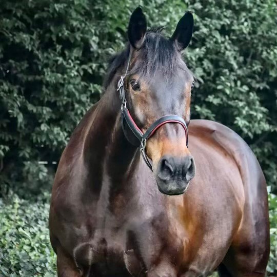 Fundraiser by Melissa Wolgemuth : Care for Regalia: Sarah's Beloved Horse