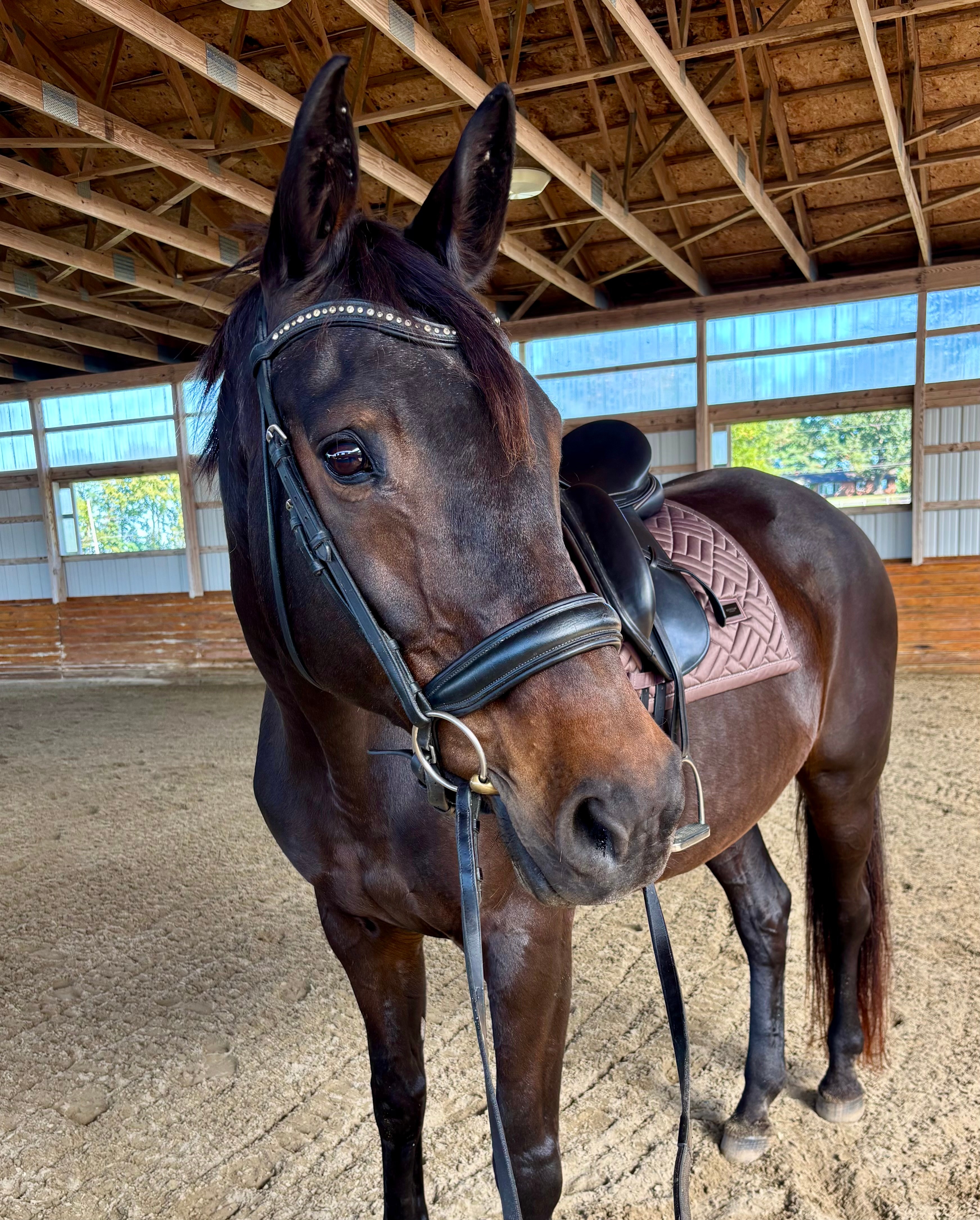 Fundraiser by Melissa Wolgemuth : Care for Regalia: Sarah's Beloved Horse
