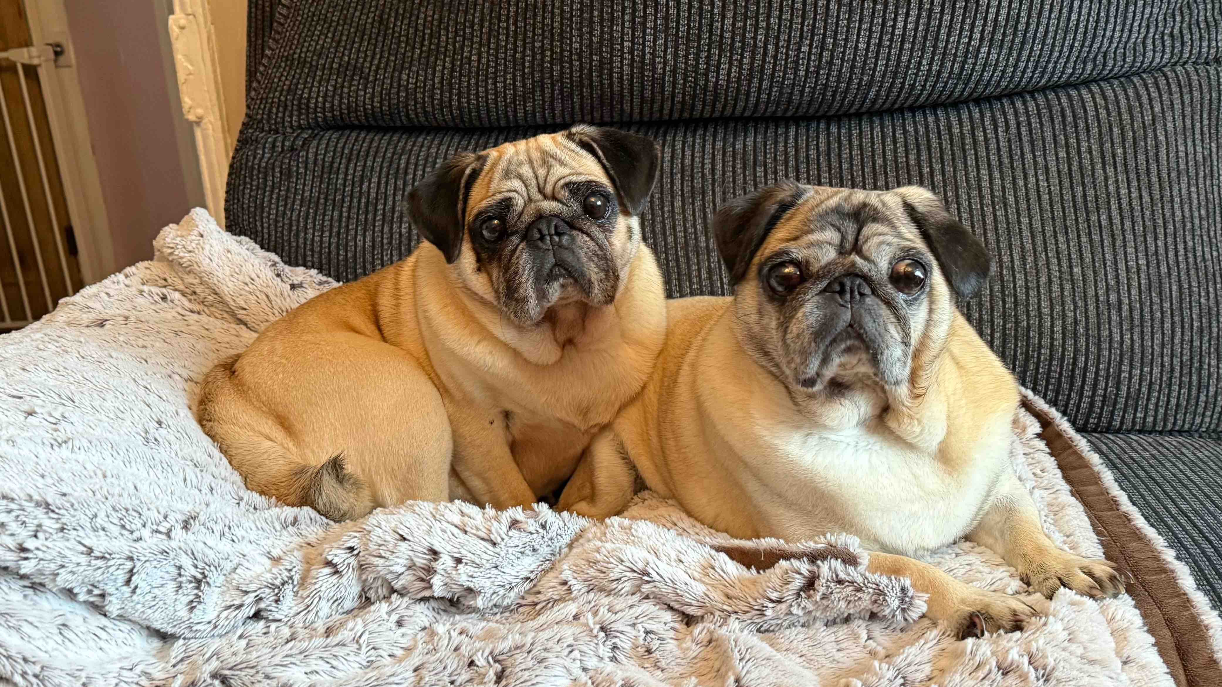 Fundraiser for Donna CW by Cody Fitzgerald : Give One Dog a Second ...