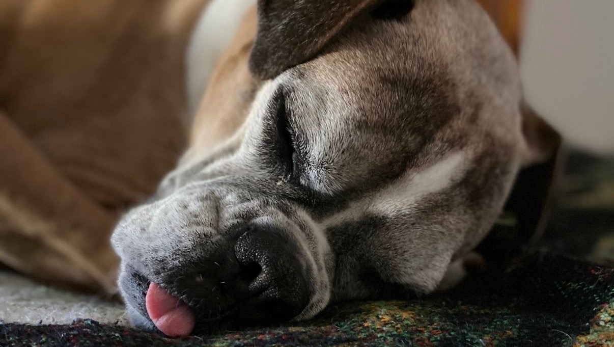 Fundraiser by Rose Rafferty : Help Riley the Boxer Find Peace