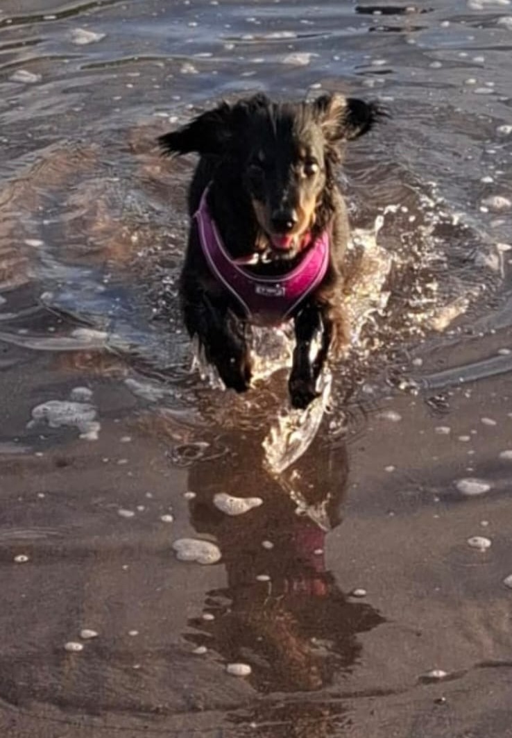 Fundraiser for Dan Rudham by Ruth H : Help Us Save Misty’s Heart