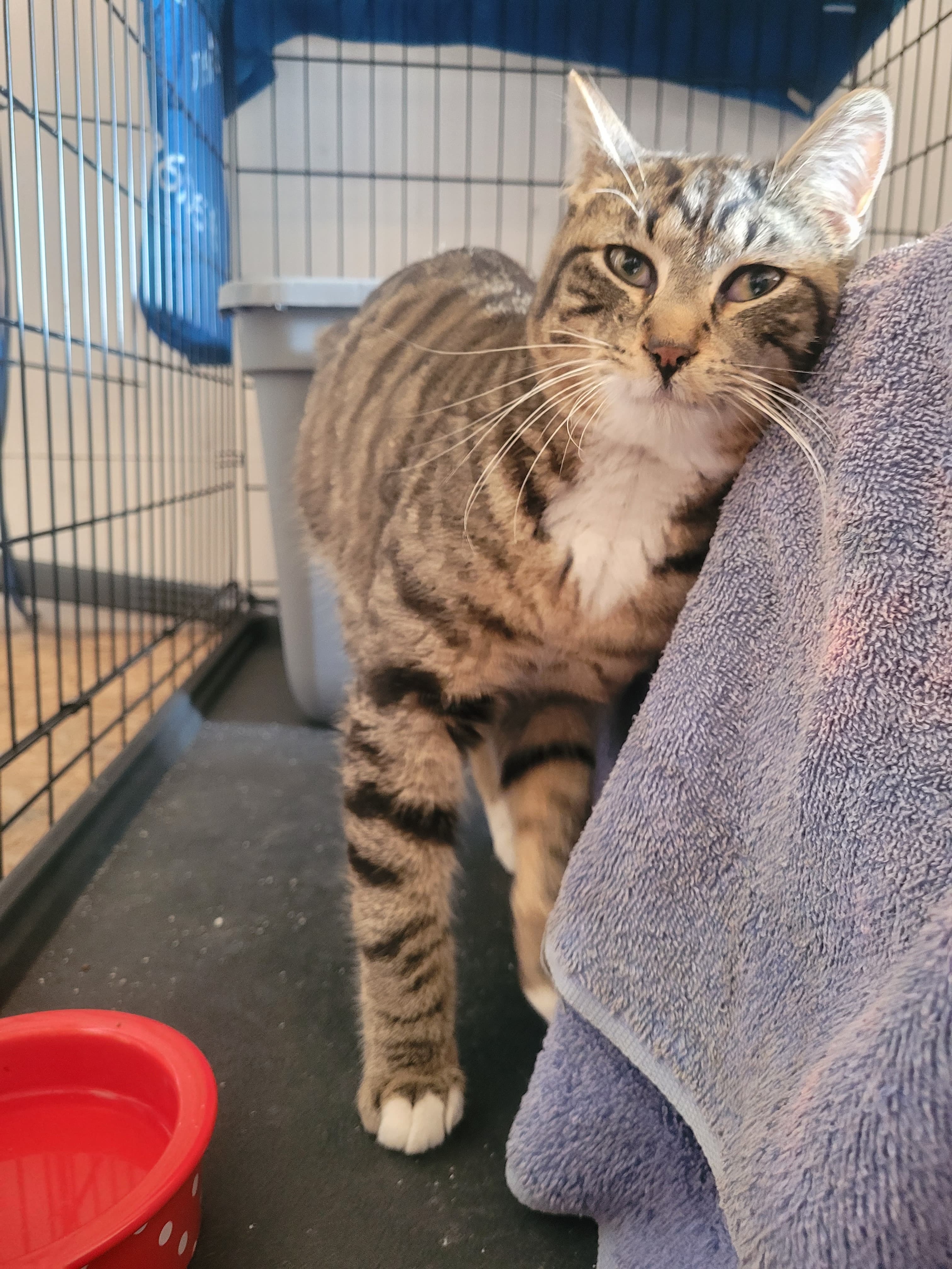 Fundraiser by Frankie Sjaastad : Help a Sick Stray Cat Get Vet Care