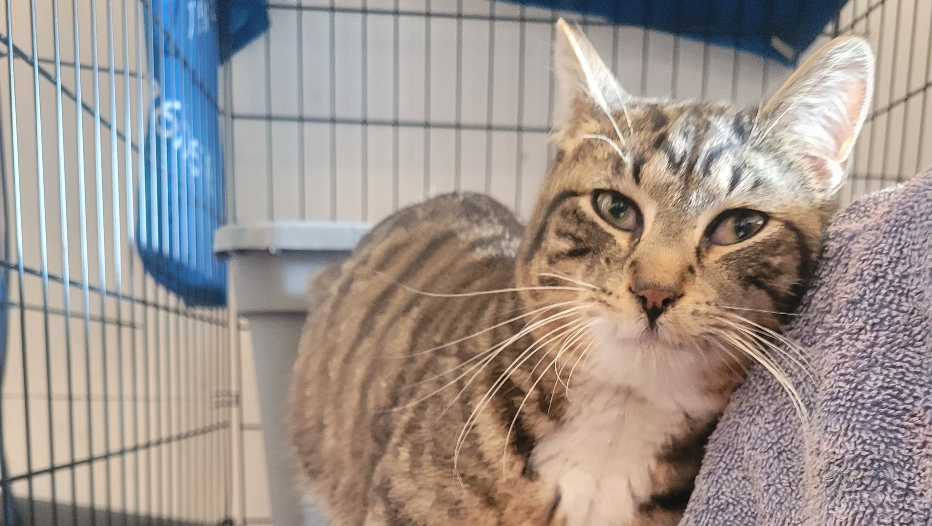 Fundraiser by Frankie Sjaastad : Help a Sick Stray Cat Get Vet Care