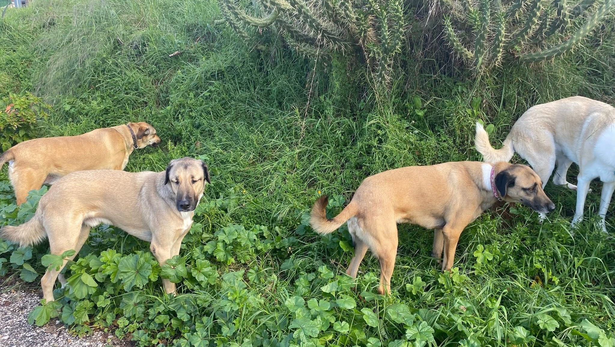Fundraiser by Katie Doran : Create a safe space for the rescue dogs