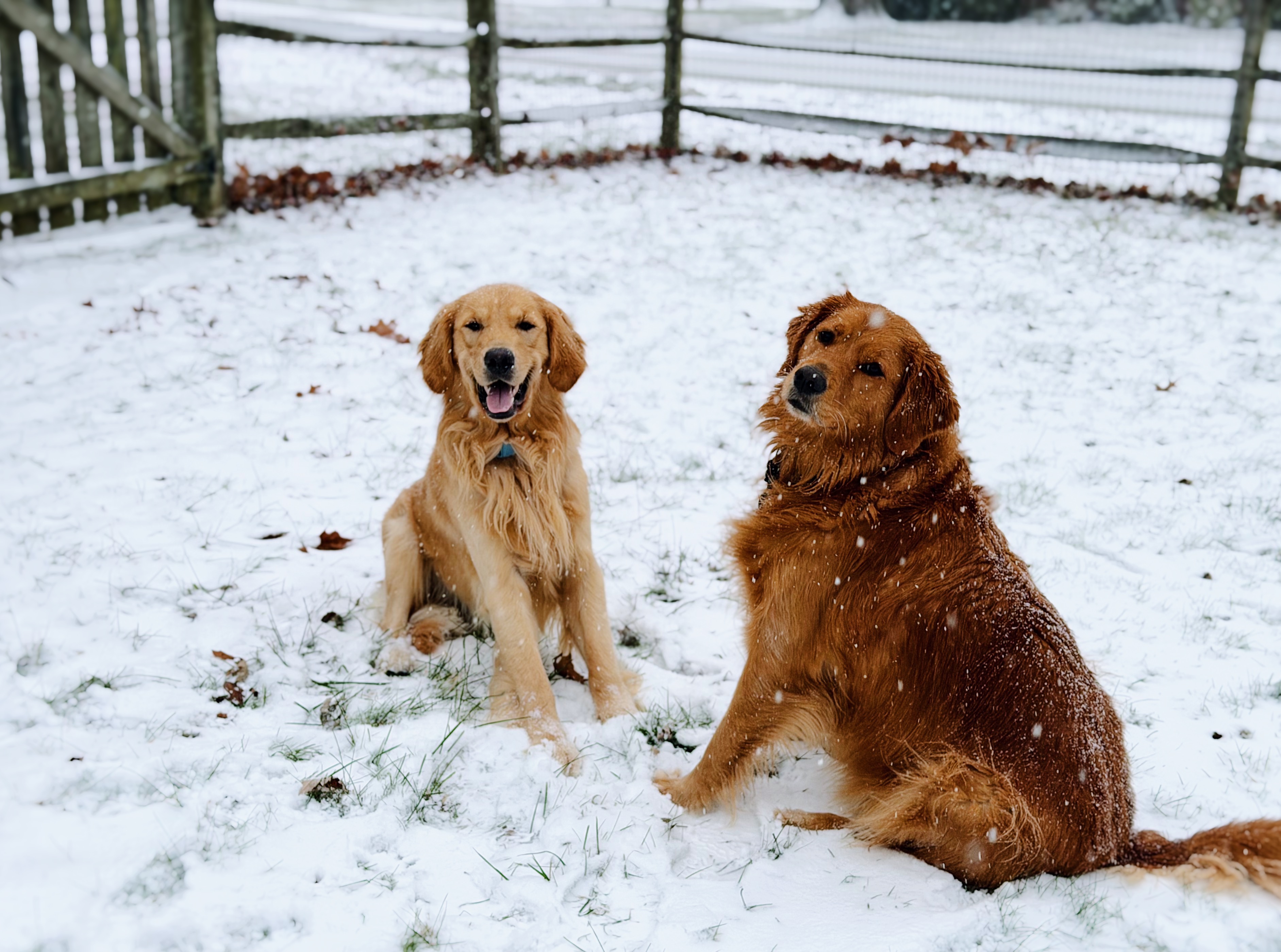 Fundraiser by Sarah Gazda : Support for Duke's recent Megaesophagus ...