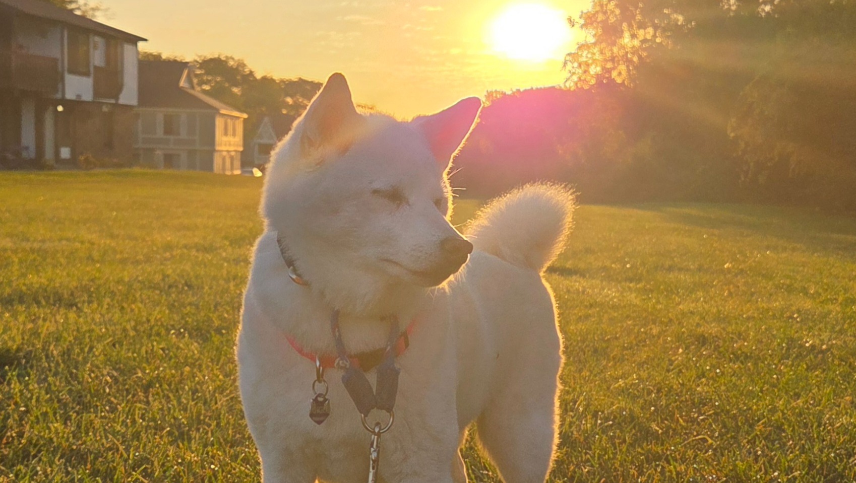 Fundraiser by Kelly Gibbs : Help Angel Recover from Surgery