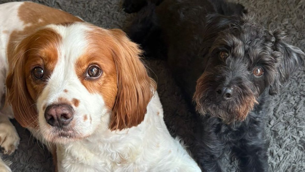 Fundraiser by Yvonne Lepkowski : Help my boy