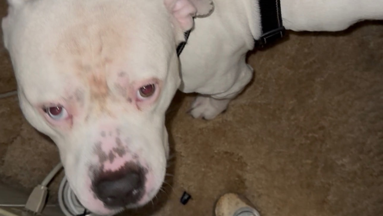 Fundraiser by Victoria Godinez : Ghost in his new home transition