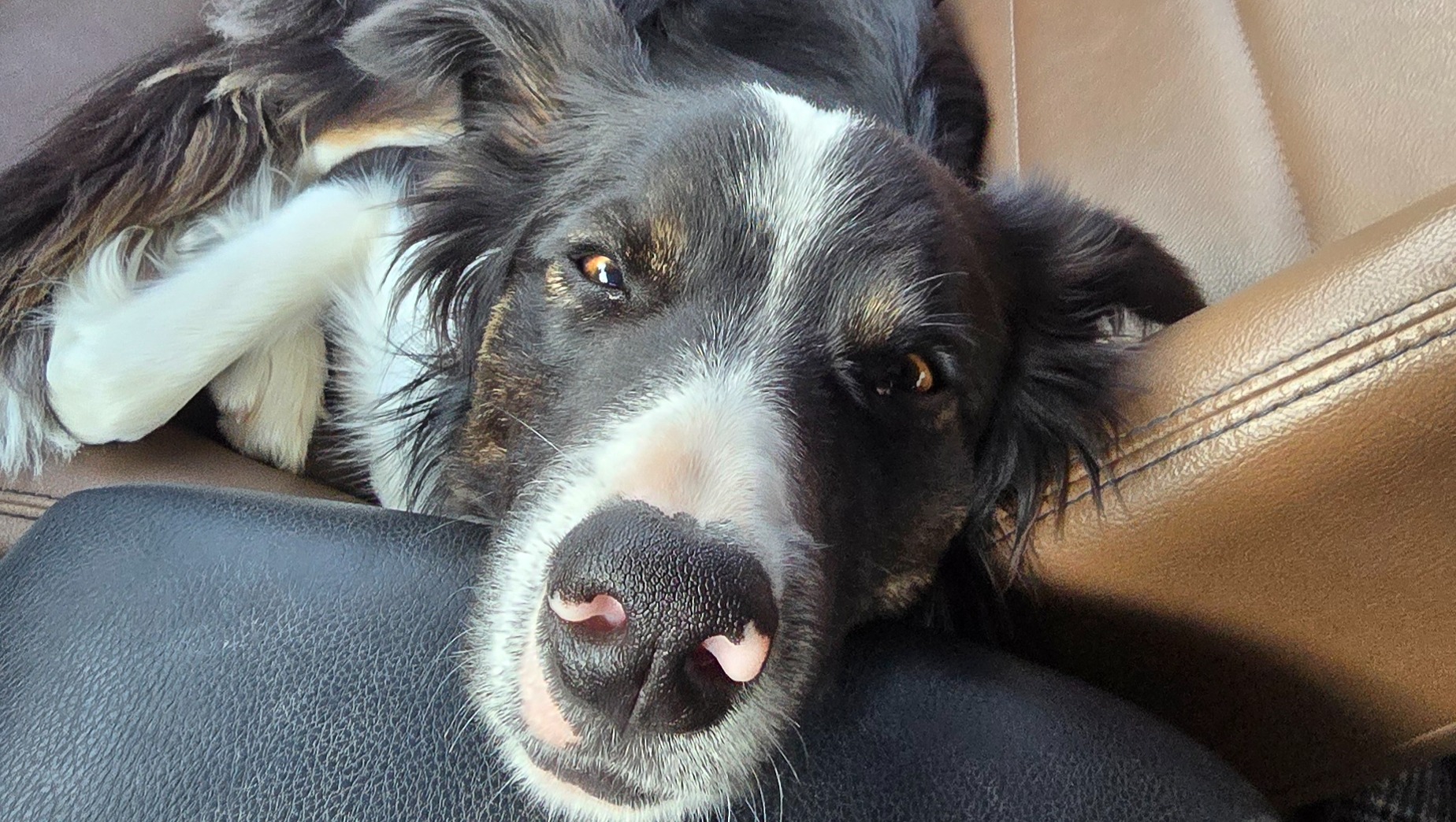 Fundraiser by Sam Givens : Help Bucky Heal and Get Back to Adventure