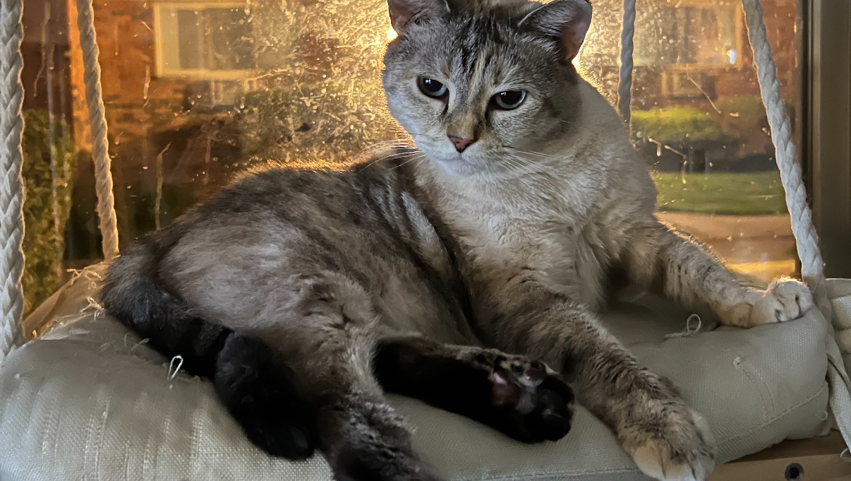 Fundraiser by Kathryn Lynch : Help Minnie Reunite with Her Owner