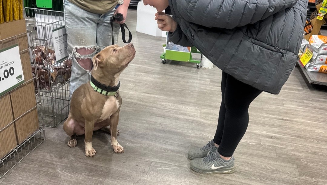 Fundraiser by Robert Mara : Help Robert Bring Home His Service Dog