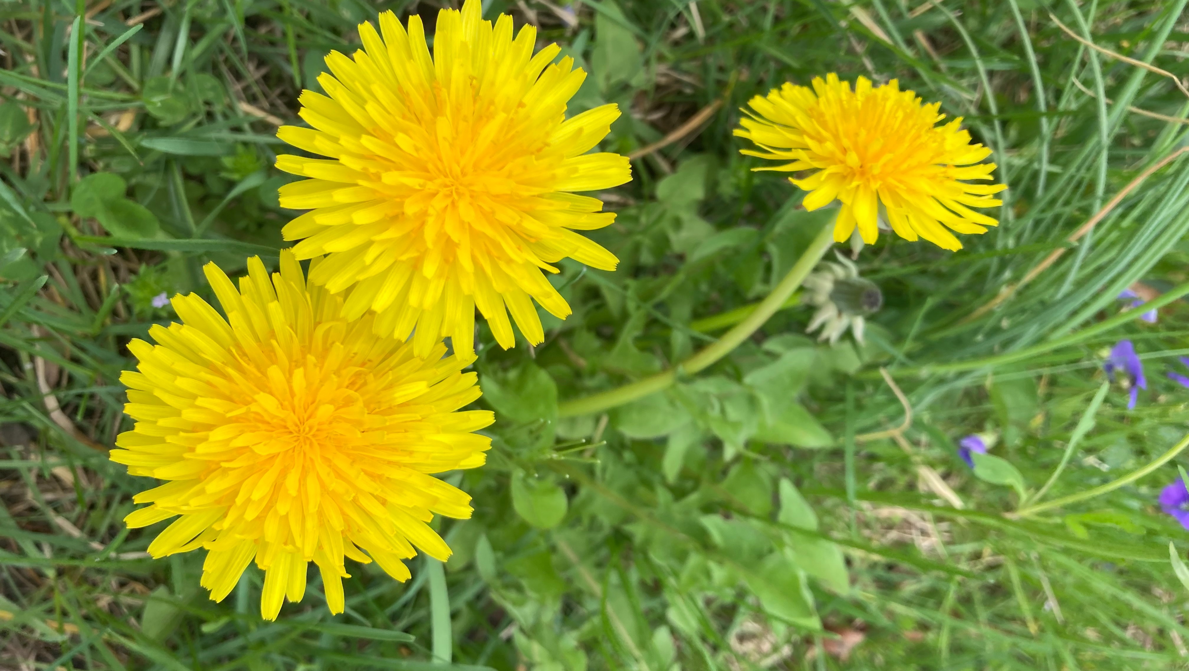 Fundraiser by Cheyanne Leonardo : Dandelion Scribes PRINT ANTHOLOGY ...