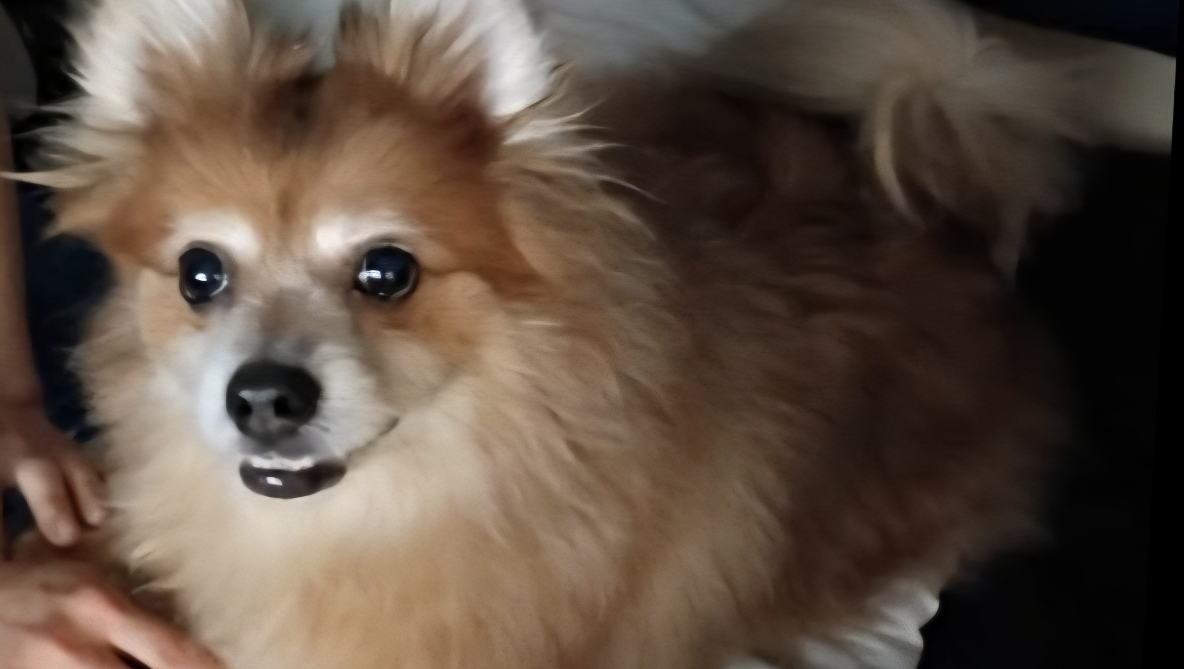 Fundraiser by Rhonda May : Help Ducati Cross the Rainbow Bridge Peacefully