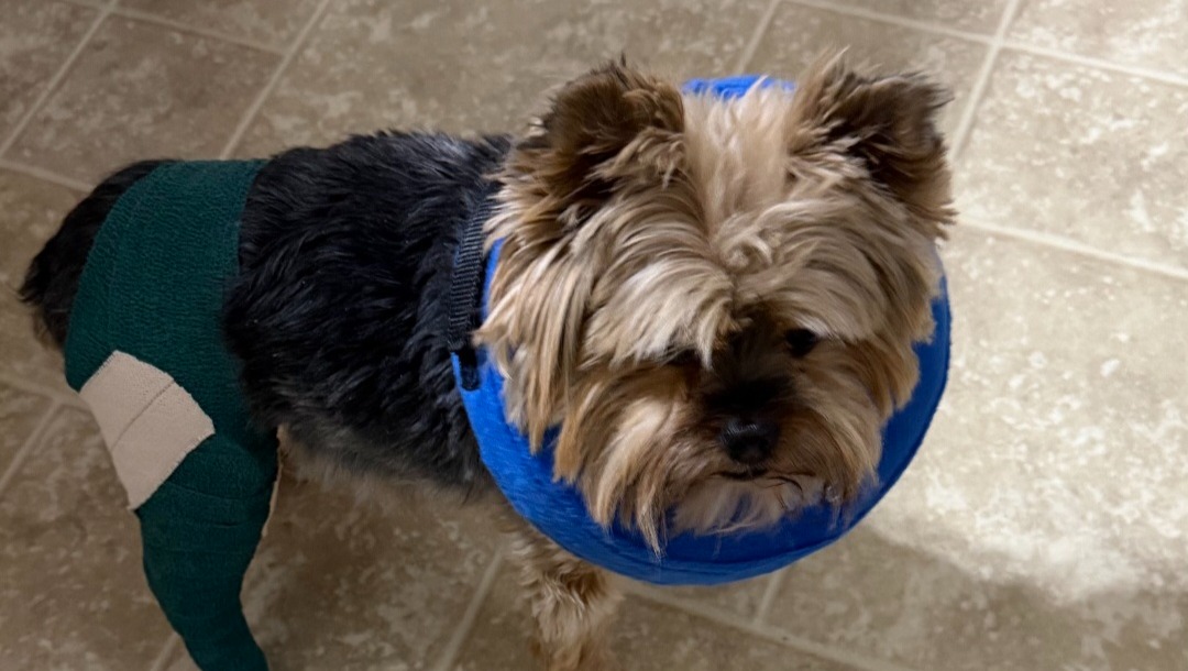 Fundraiser for Michele Cronin by Cindy Swenglish : Help Bella Walk ...