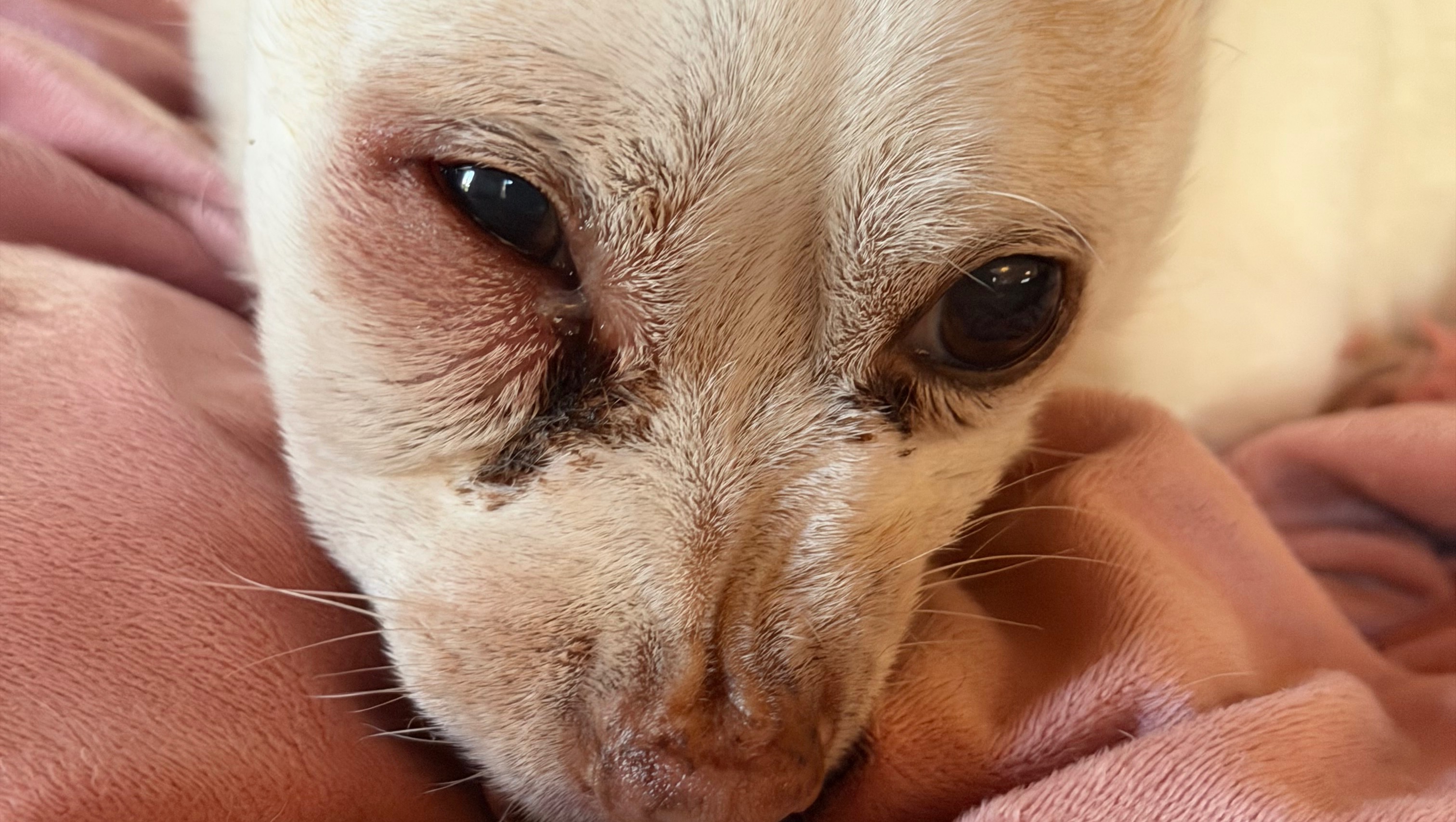 Fundraiser by Mederios Babb : Help Relieve Pain for Senior Chihuahua