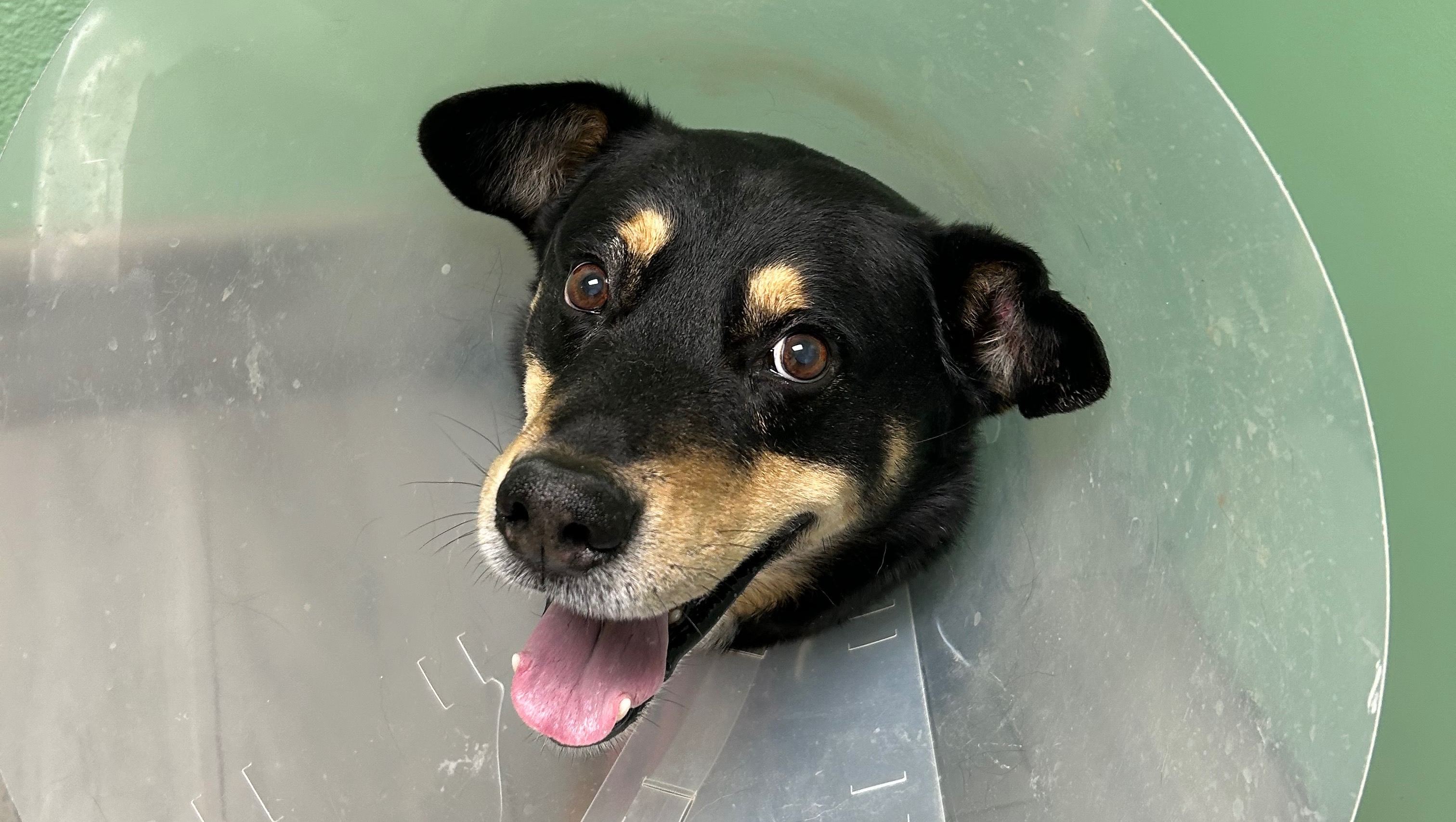 Fundraiser by Lili Mendez : Help Neji Get His Much-Needed Ear Surgery