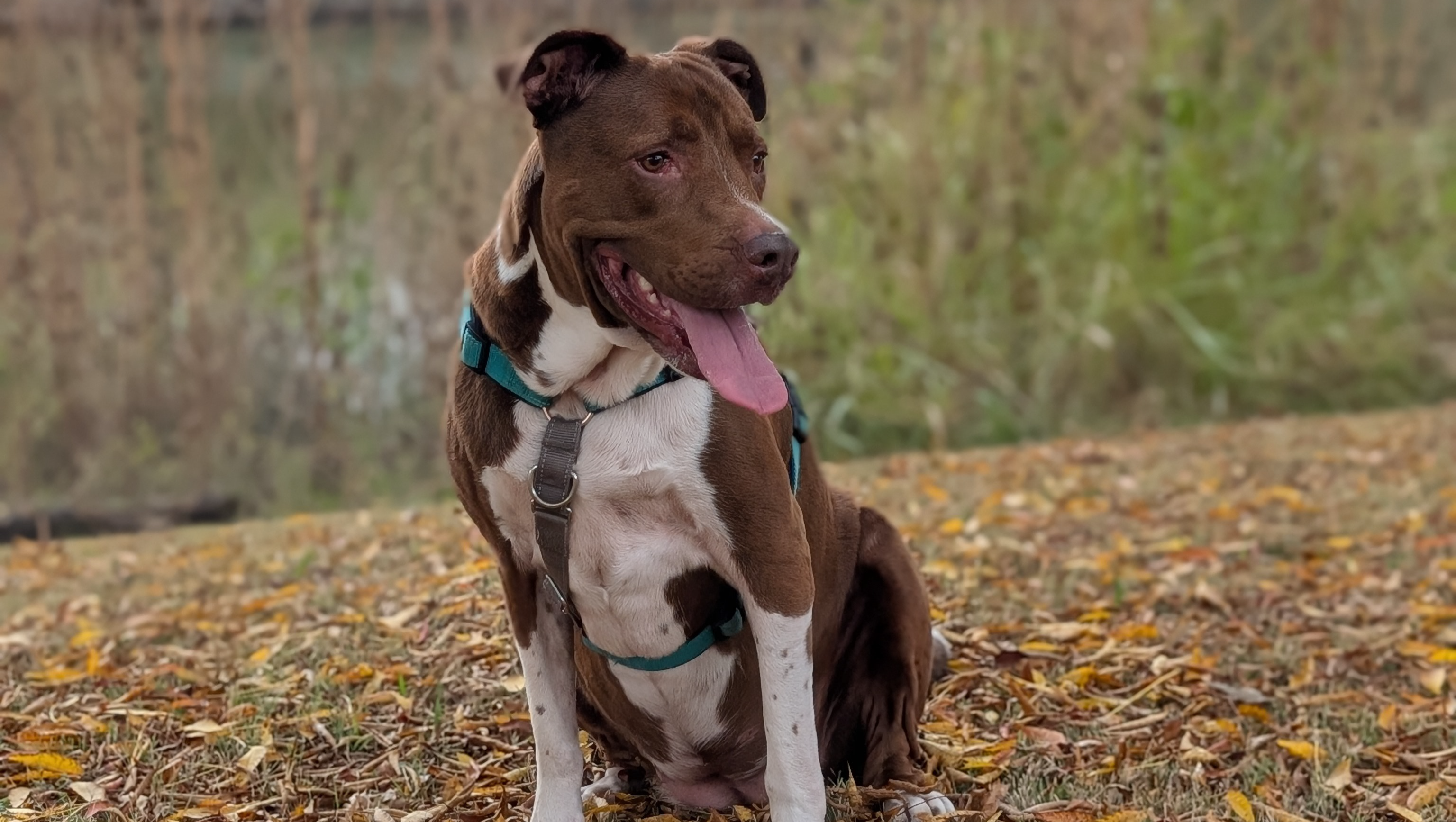 Fundraiser by Damon Bird : Help me pay for Daphne's surgery