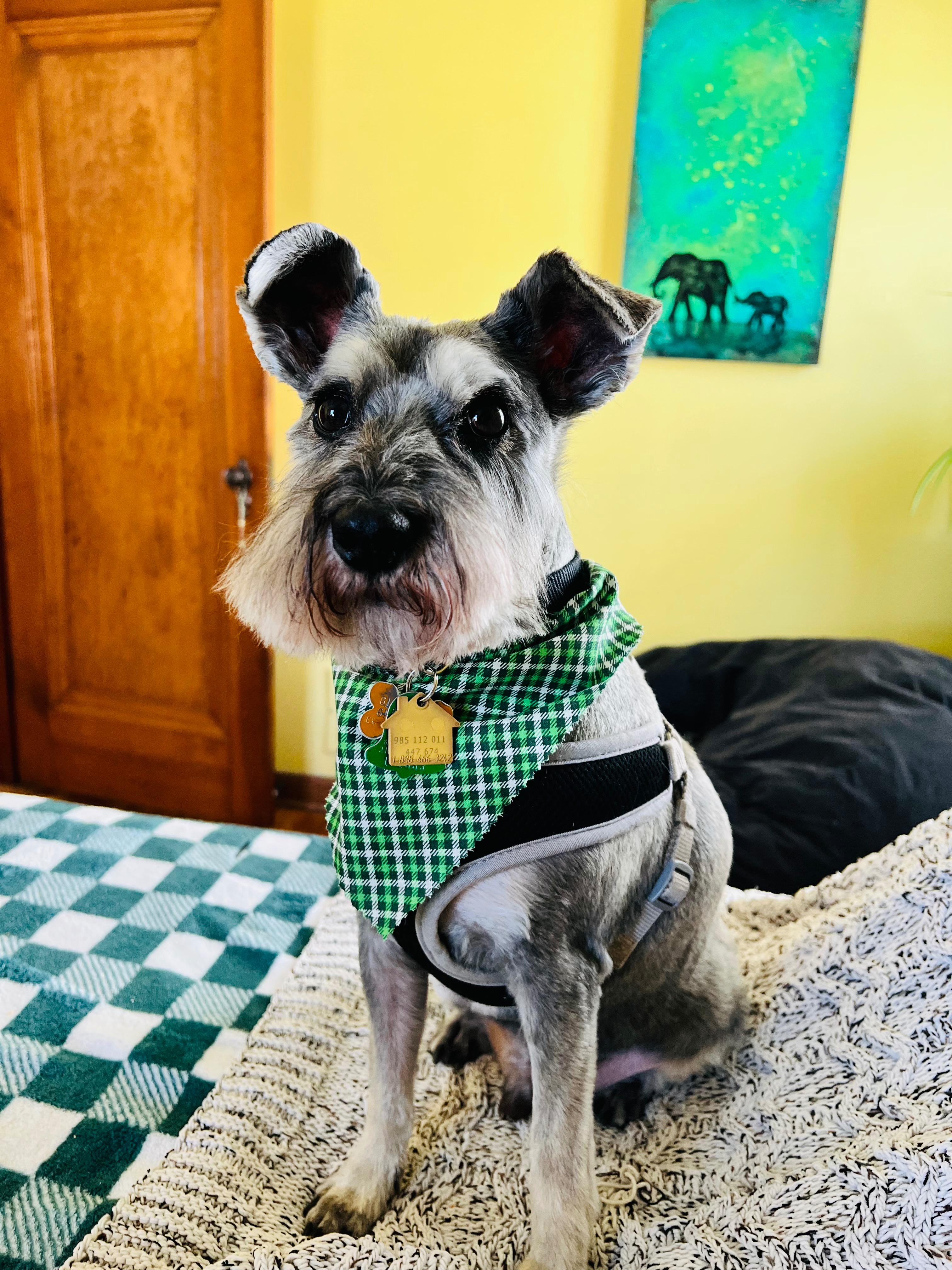 Fundraiser by Celena Stepnowski : The Blitz Foundation Support Pets in ...