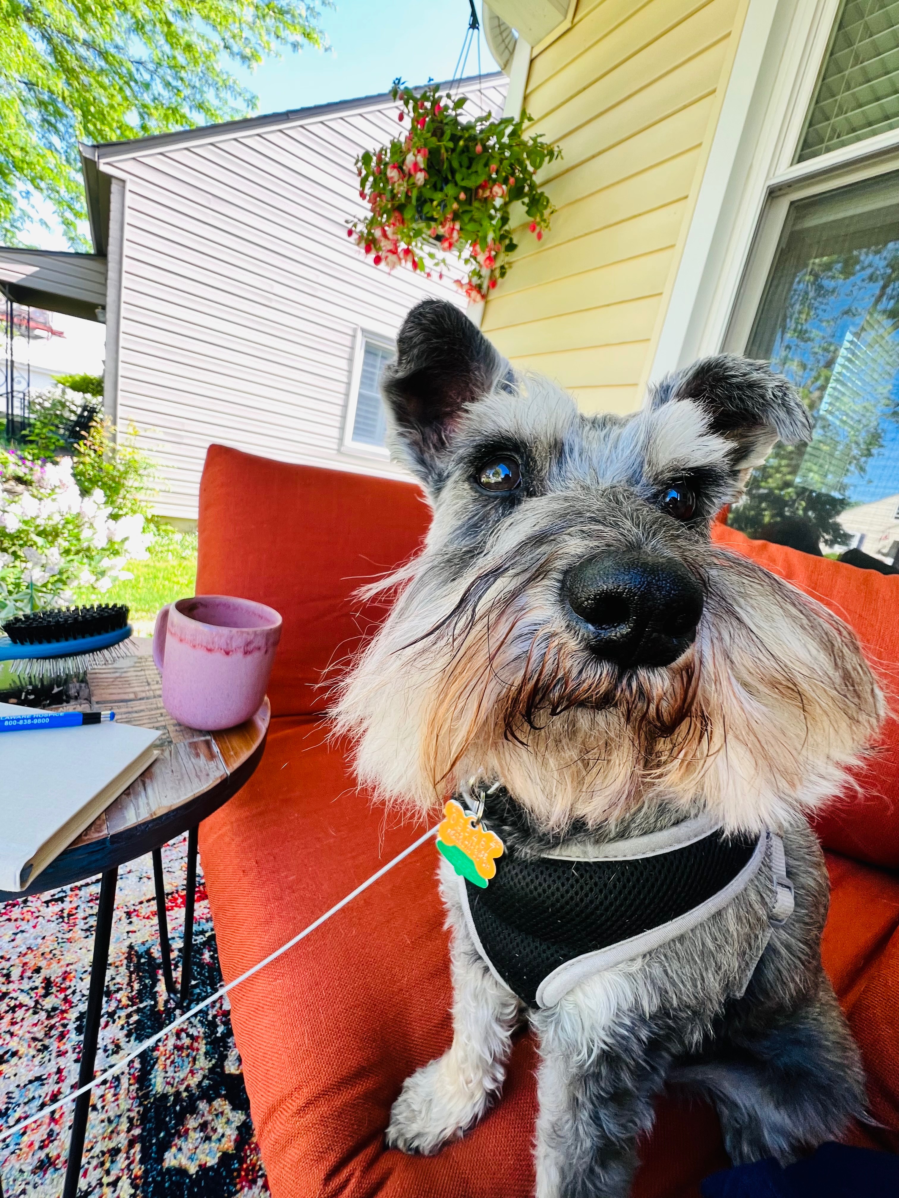 Fundraiser by Celena Stepnowski : The Blitz Foundation Support Pets in ...