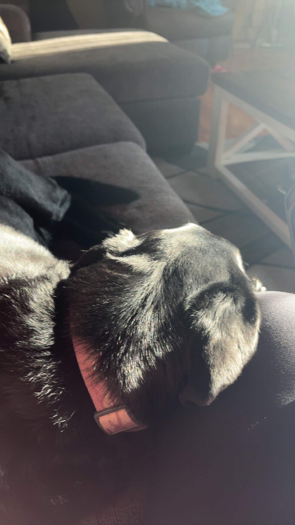 Fundraiser by Kristina Tipton : Help Chena Get the Vet Care She Needs