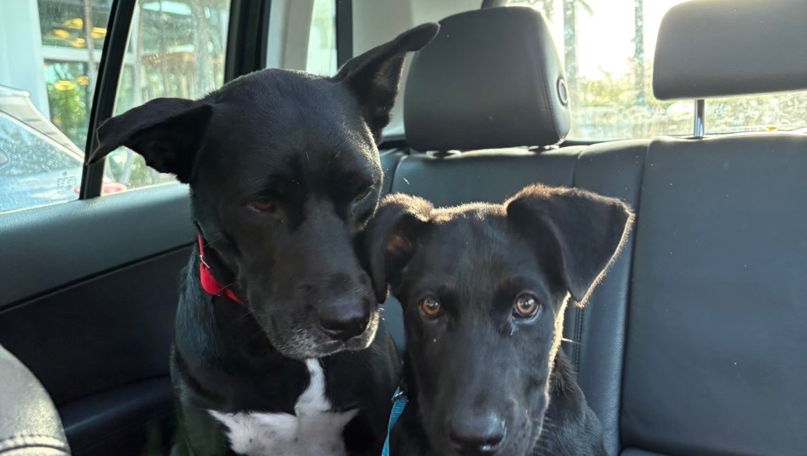Fundraiser by Brandon Morey : Help Toby Beat Heartworm Disease