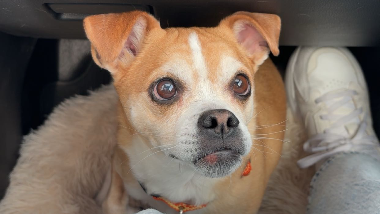 Fundraiser by ellie marriott : Support for Milos Surgery