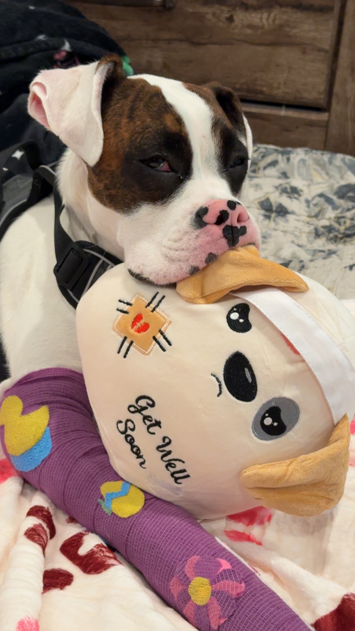 Fundraiser by Ericka Stellflue : Penelope’s broken leg surgery expenses