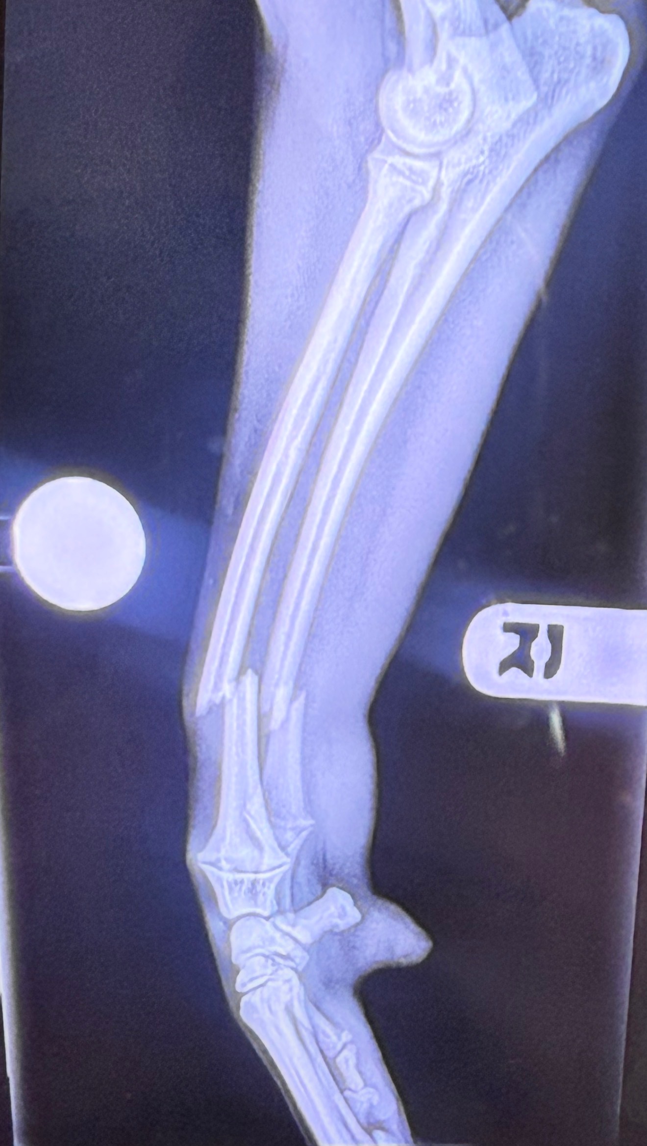 Fundraiser by Ericka Stellflue : Penelope’s broken leg surgery expenses