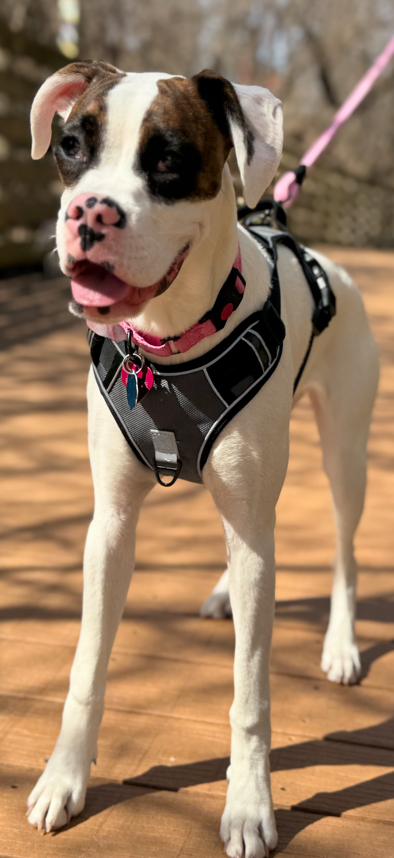 Fundraiser by Ericka Stellflue : Penelope’s broken leg surgery expenses