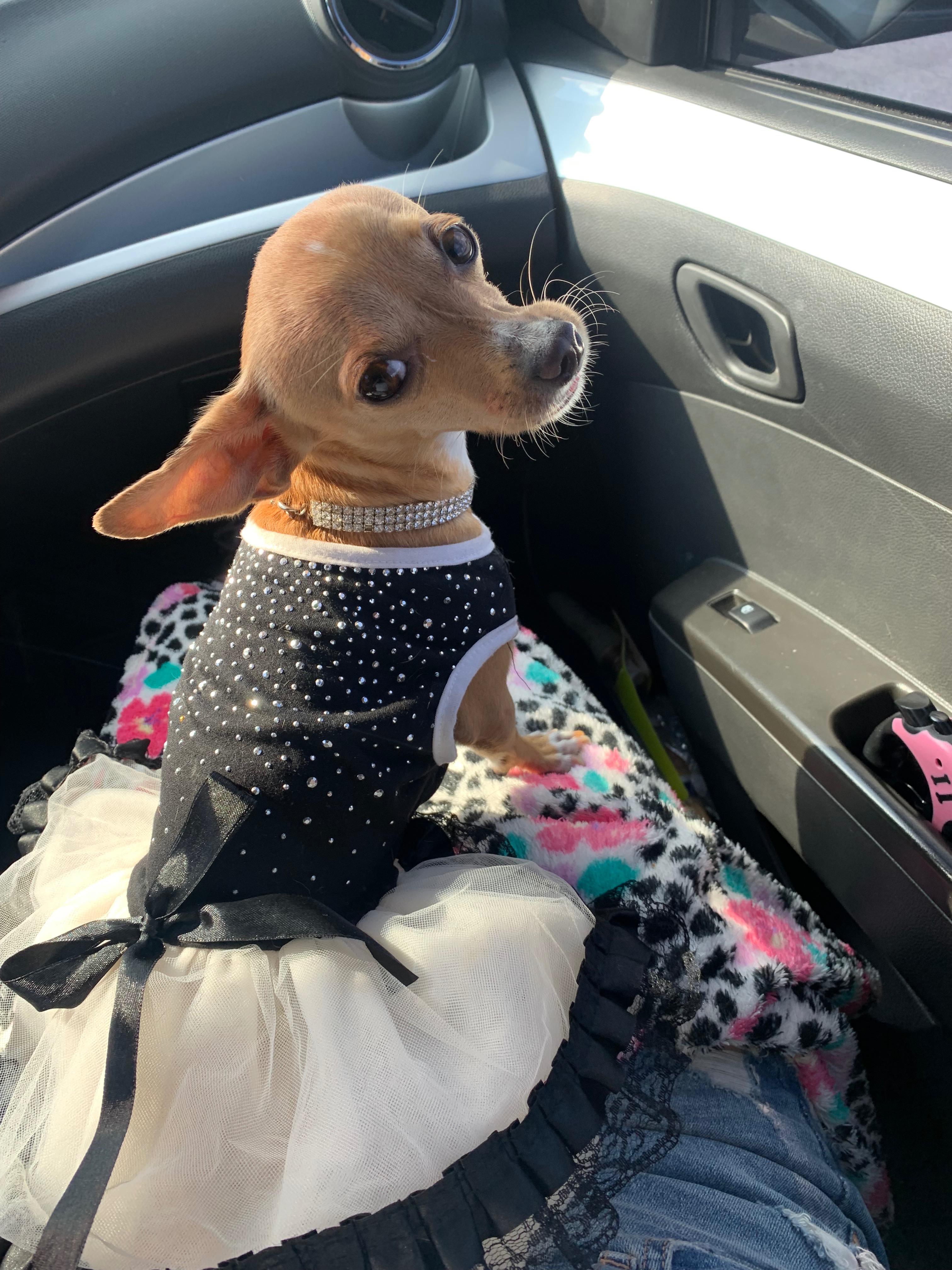 Fundraiser by Danna Espinoza : Ayuda a Daisy para salvarla