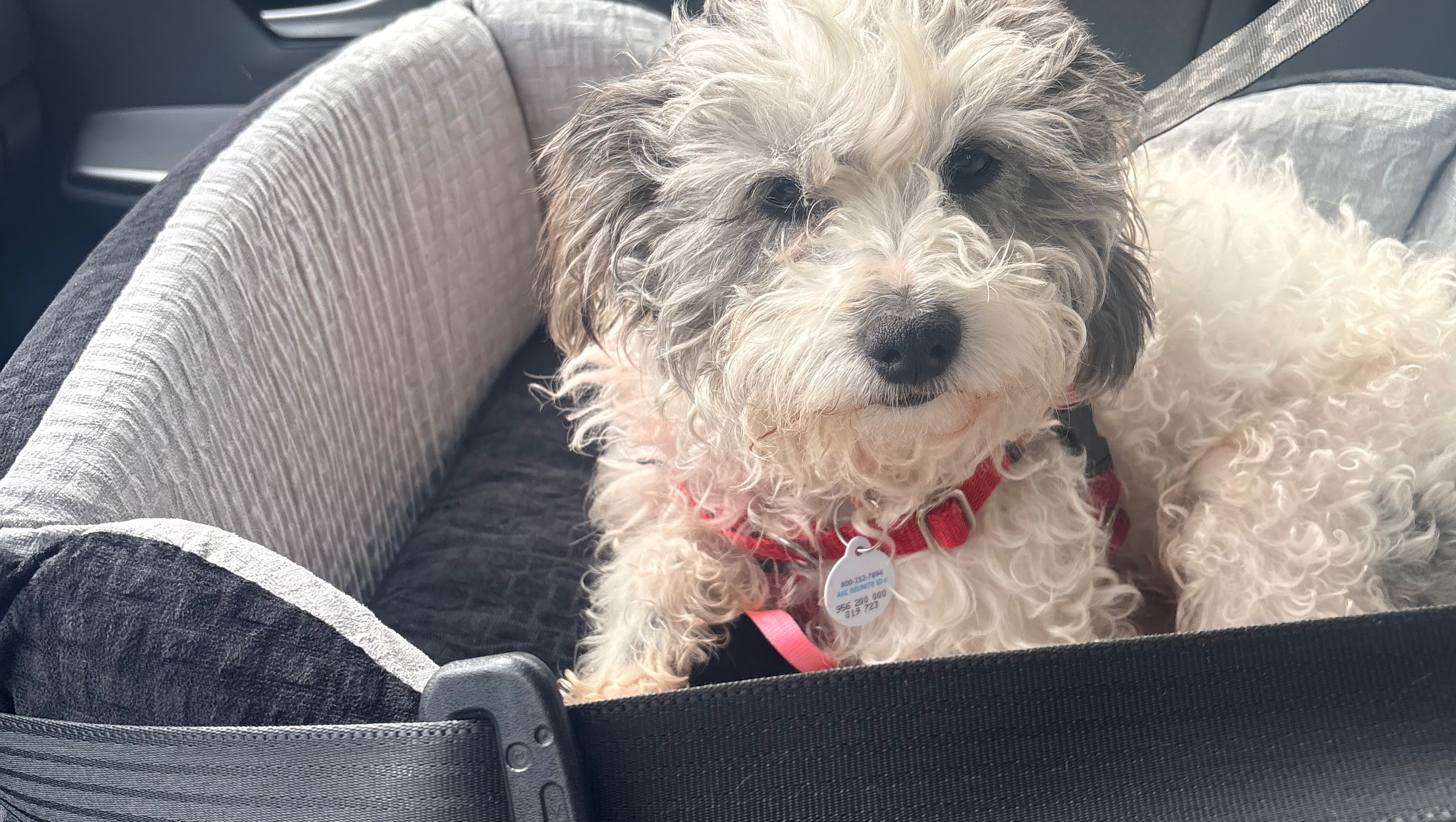 Fundraiser by Pamela Kietzman : Give Willow a Second Chance at Happiness