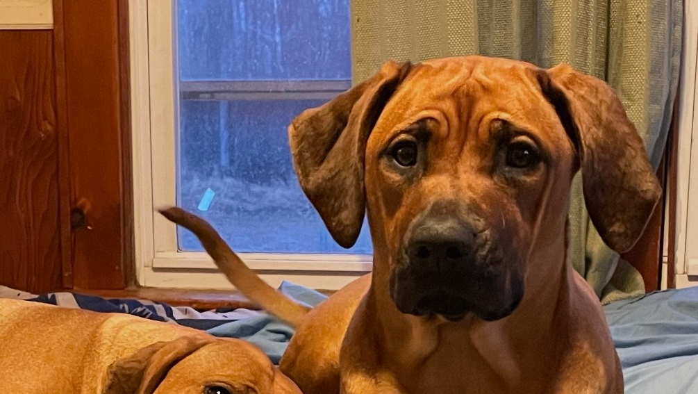 Fundraiser by Alexis Barth : Help Save Peanut: Emergency Surgery for My Mom