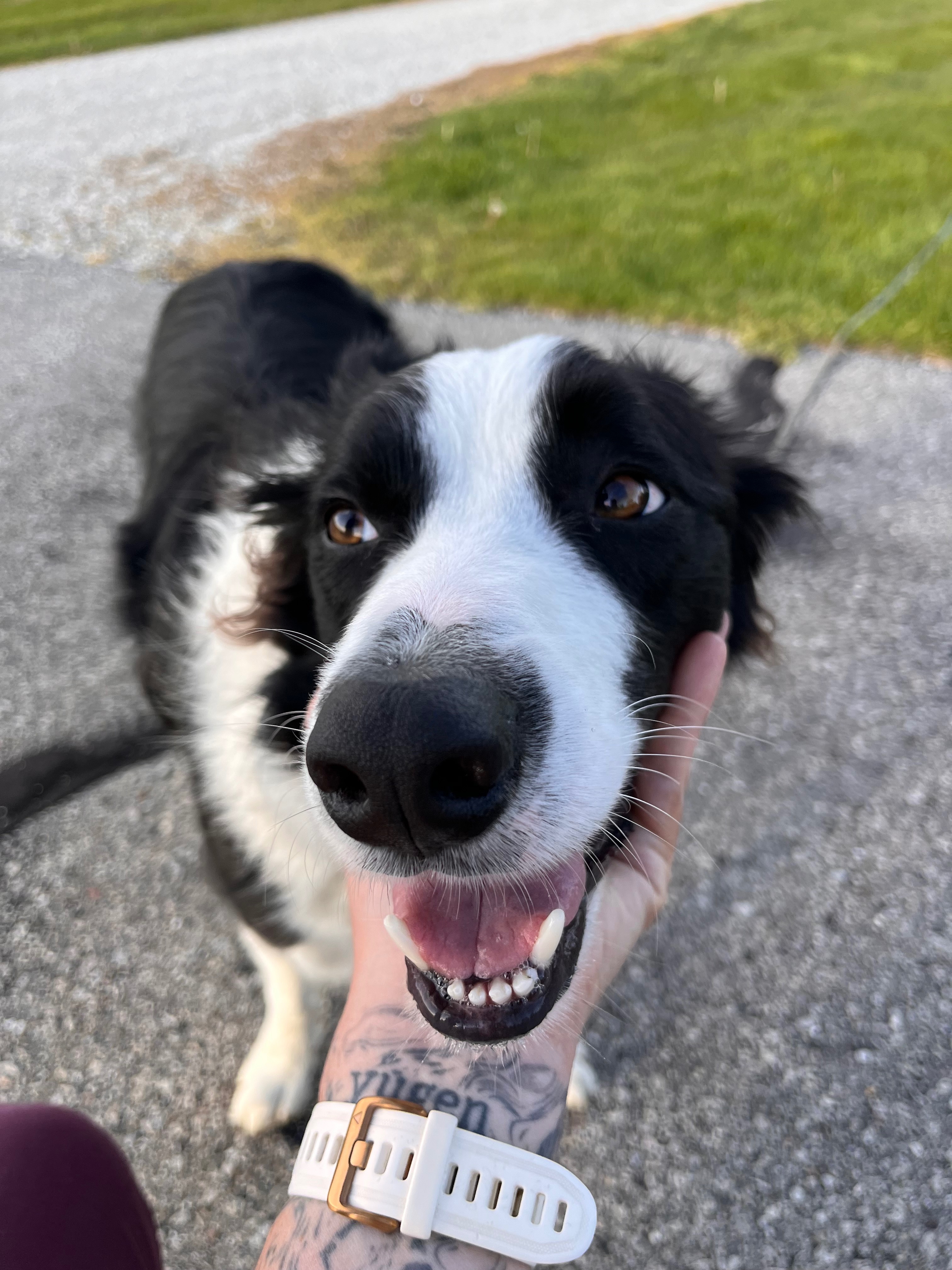 Fundraiser by Ashley Bilodeau : Help Save Riot – Our 4-Year-Old Border ...