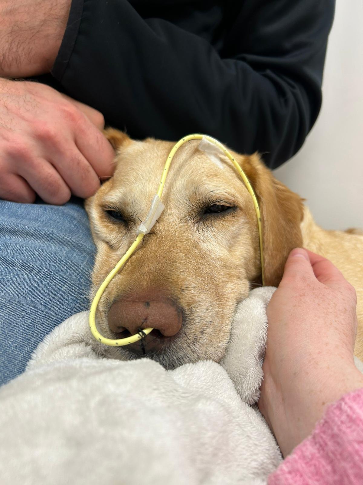 Fundraiser by Janine van den Heever : Our Libbie is in Critical Care