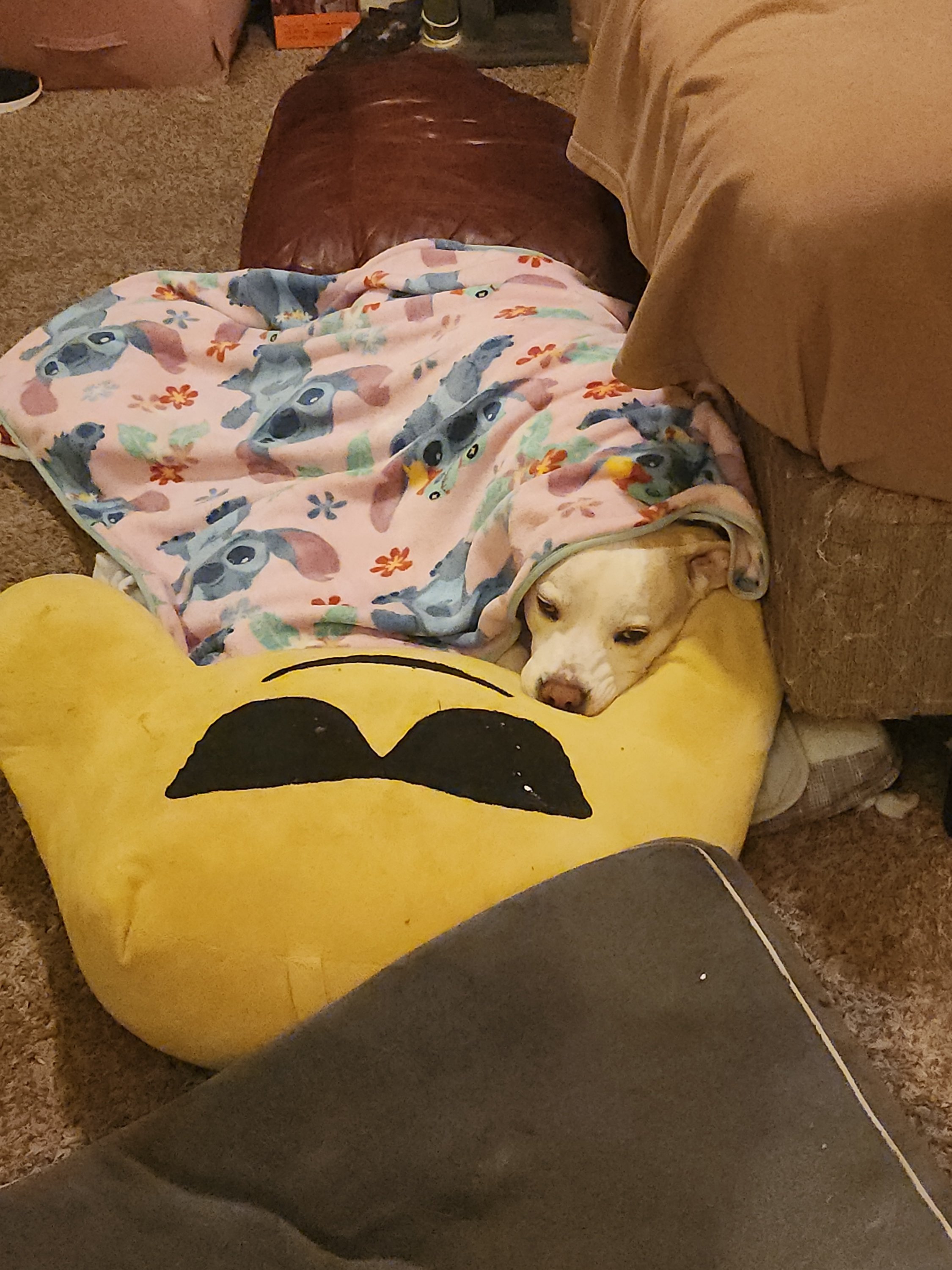 Fundraiser by Renae Barr : Care for Bella After Major Surgeries