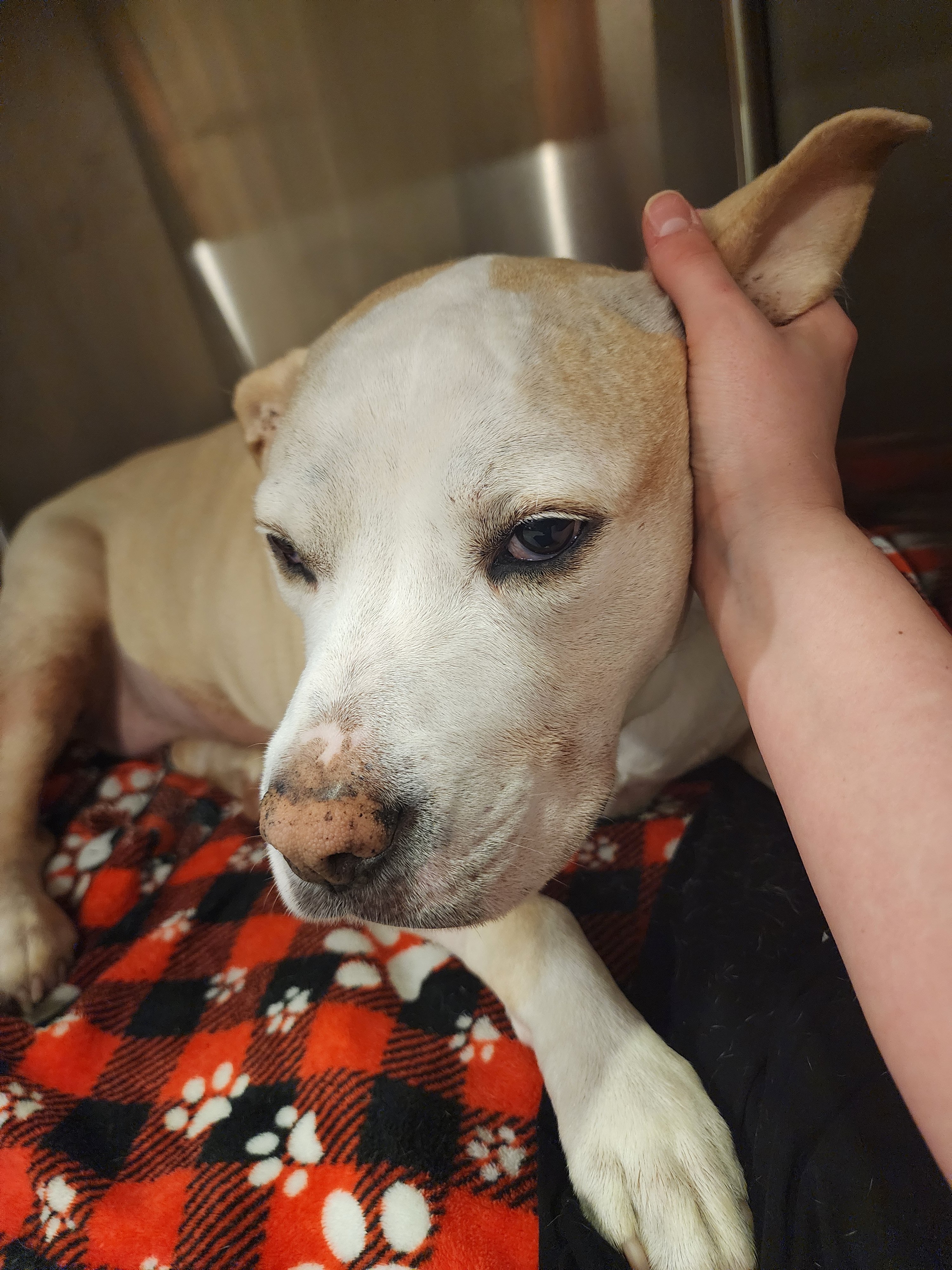 Fundraiser by Renae Barr : Care for Bella After Major Surgeries