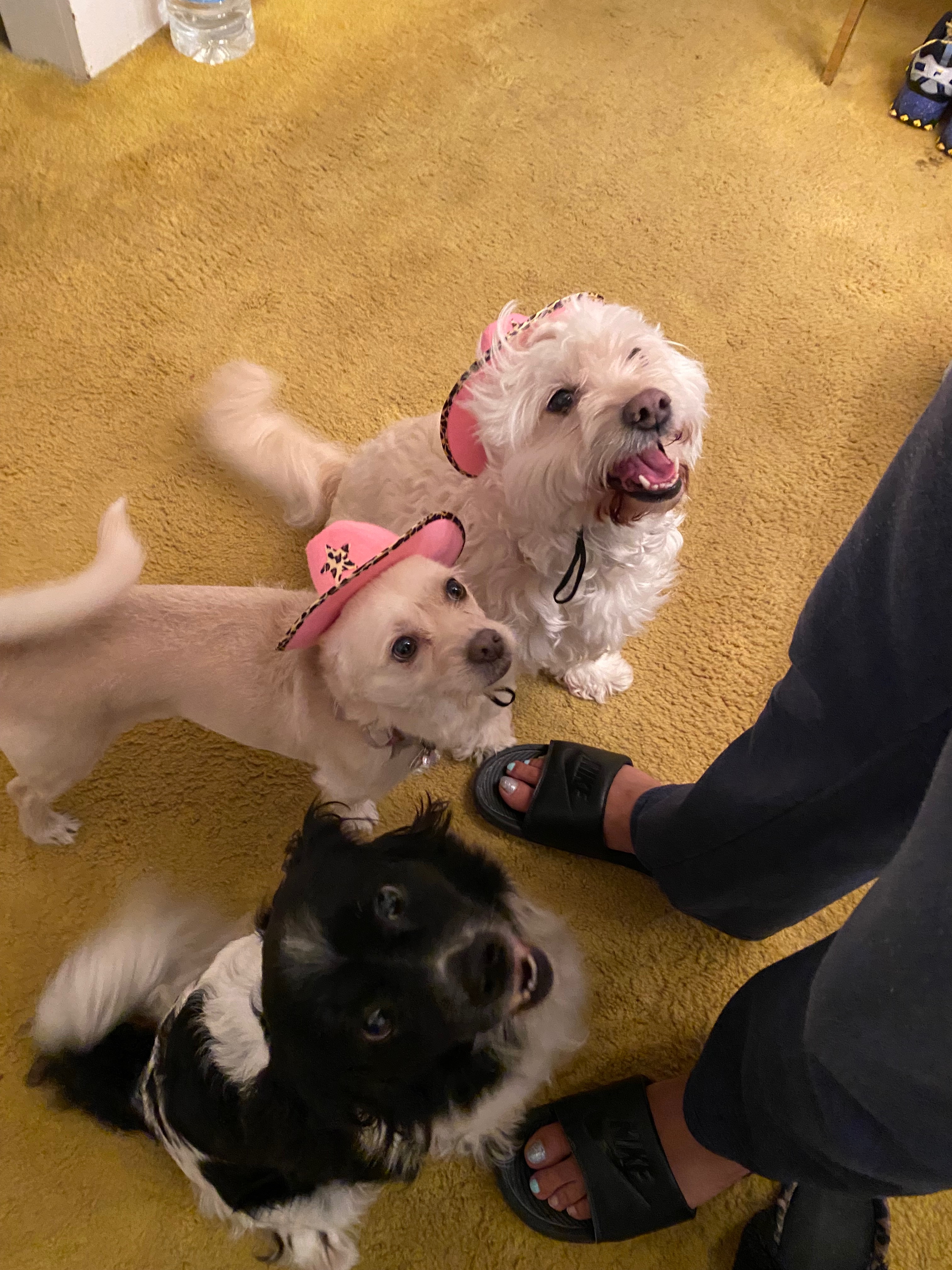 Fundraiser by Marlo Brown : Help Rulolly Get Her Tooth Fixed