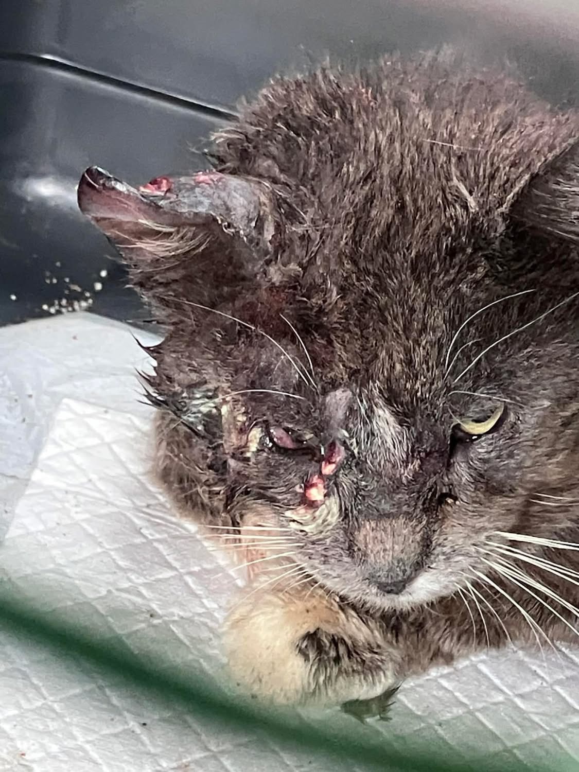 Fundraiser by Samantha Villeneuve : Fraggle’s Vet Care