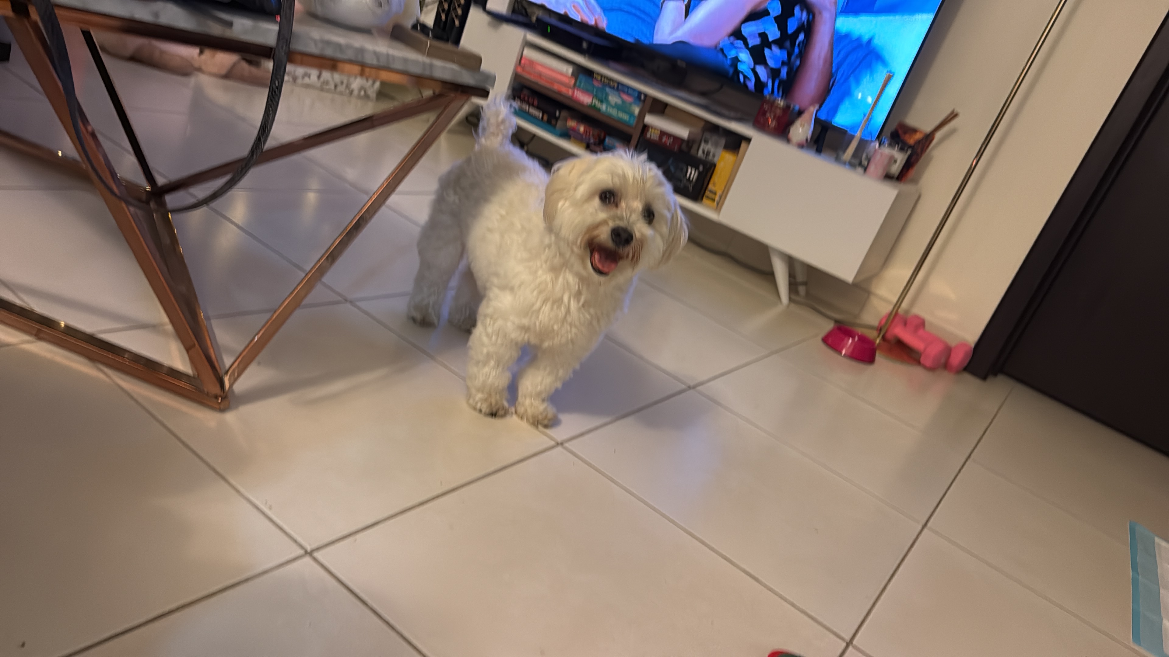 Fundraiser by Vanessa La : Help Bring Drizzy Home