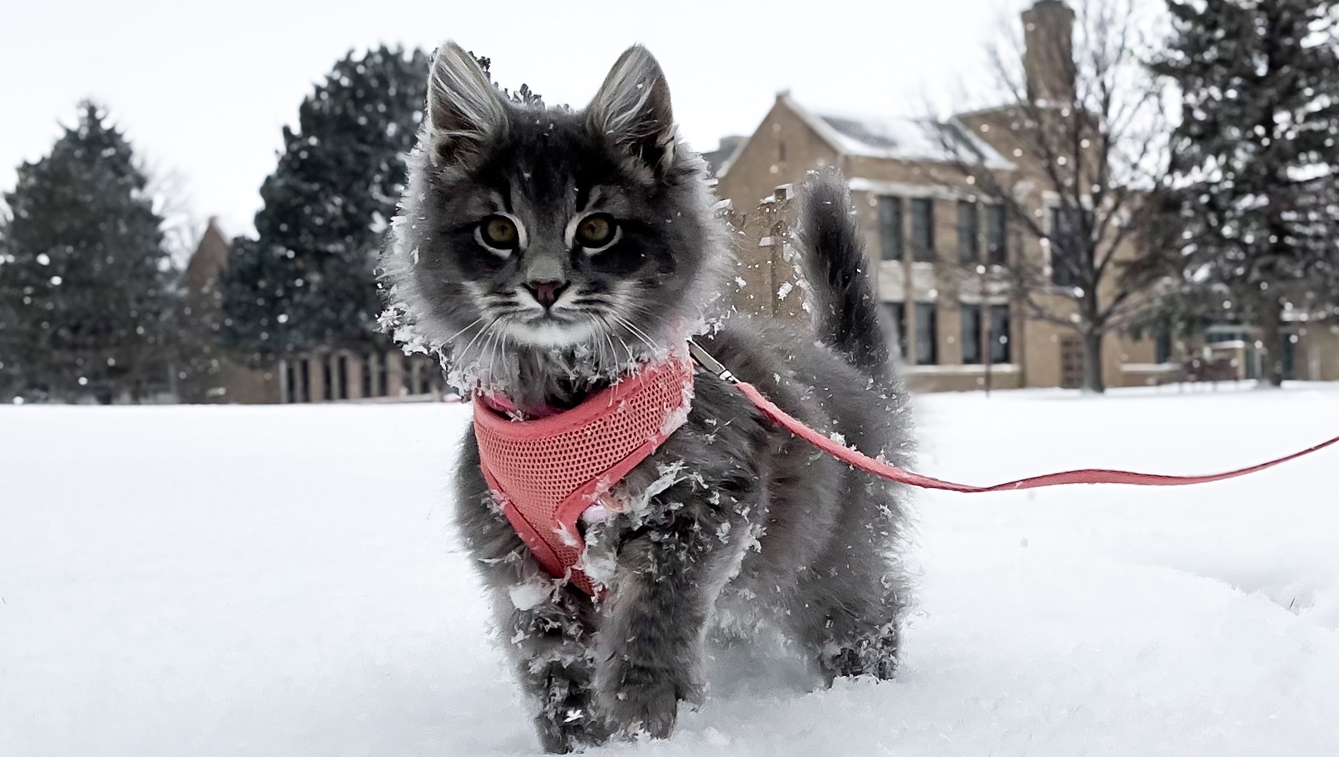 Fundraiser by Erin Vander Pol : Help Save Pancake: Emergency Surgery