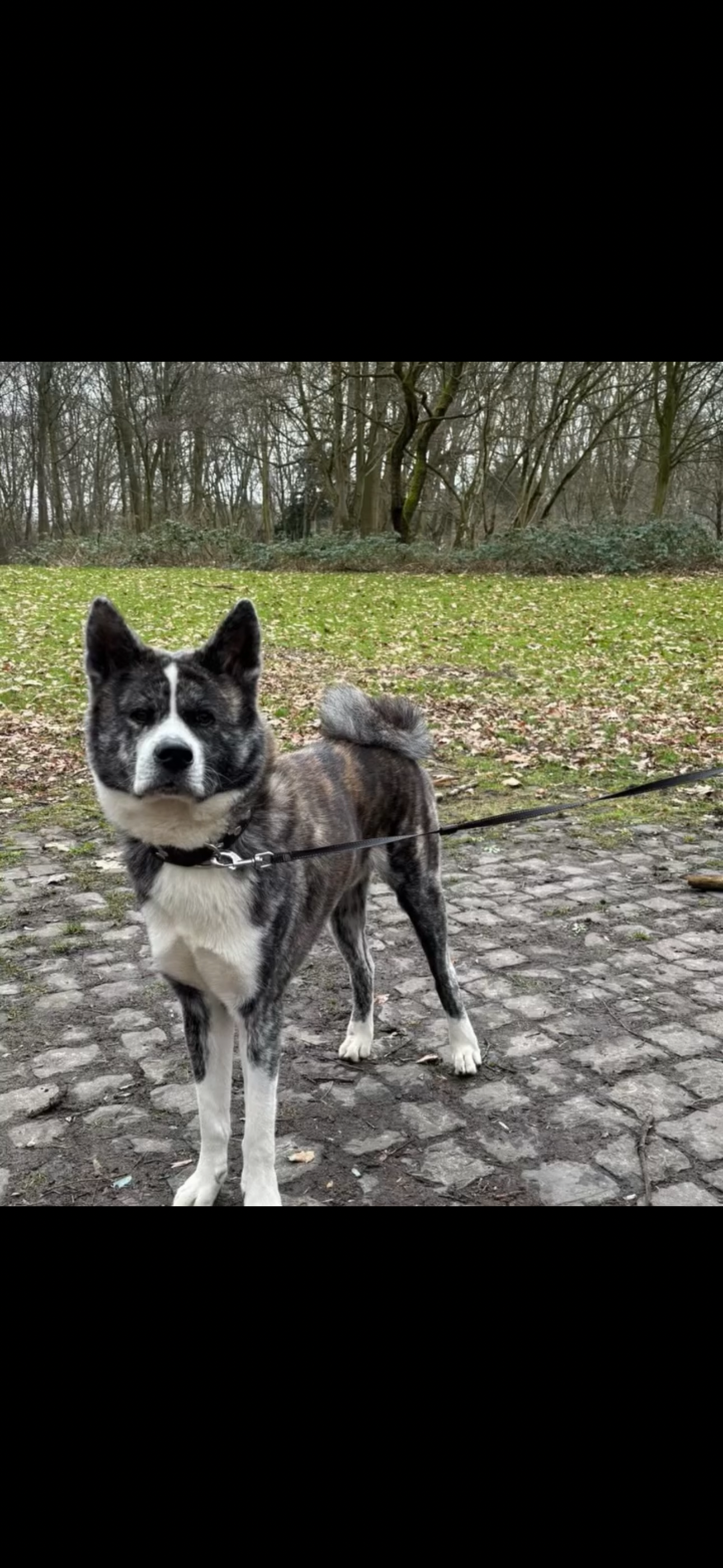 Fundraiser by Leonie Schaten : Unser Akita leidet – bitte helft ihm ️