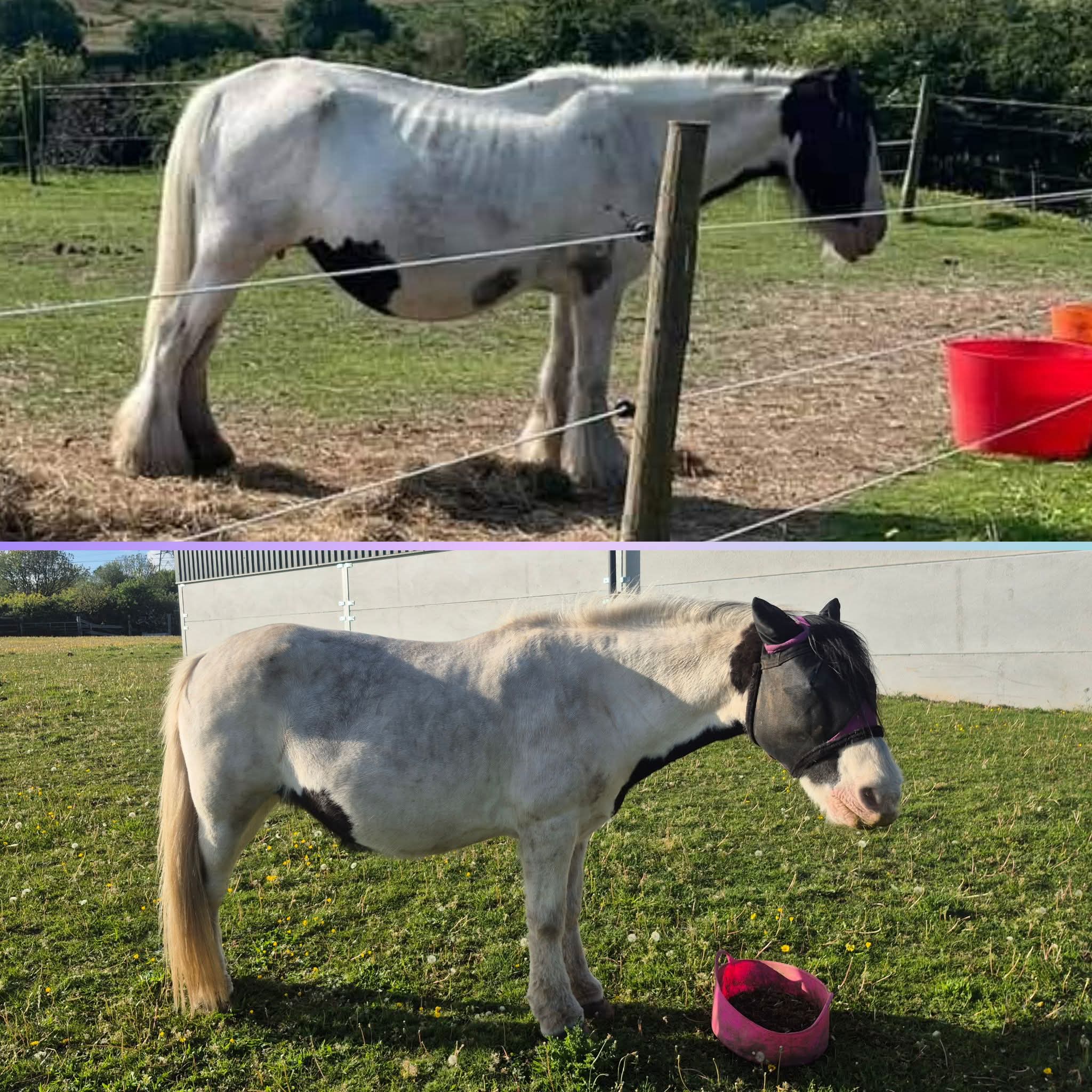 Fundraiser by Kirsty Roe : Help Us Keep Going – Hay, Veterinary Care ...