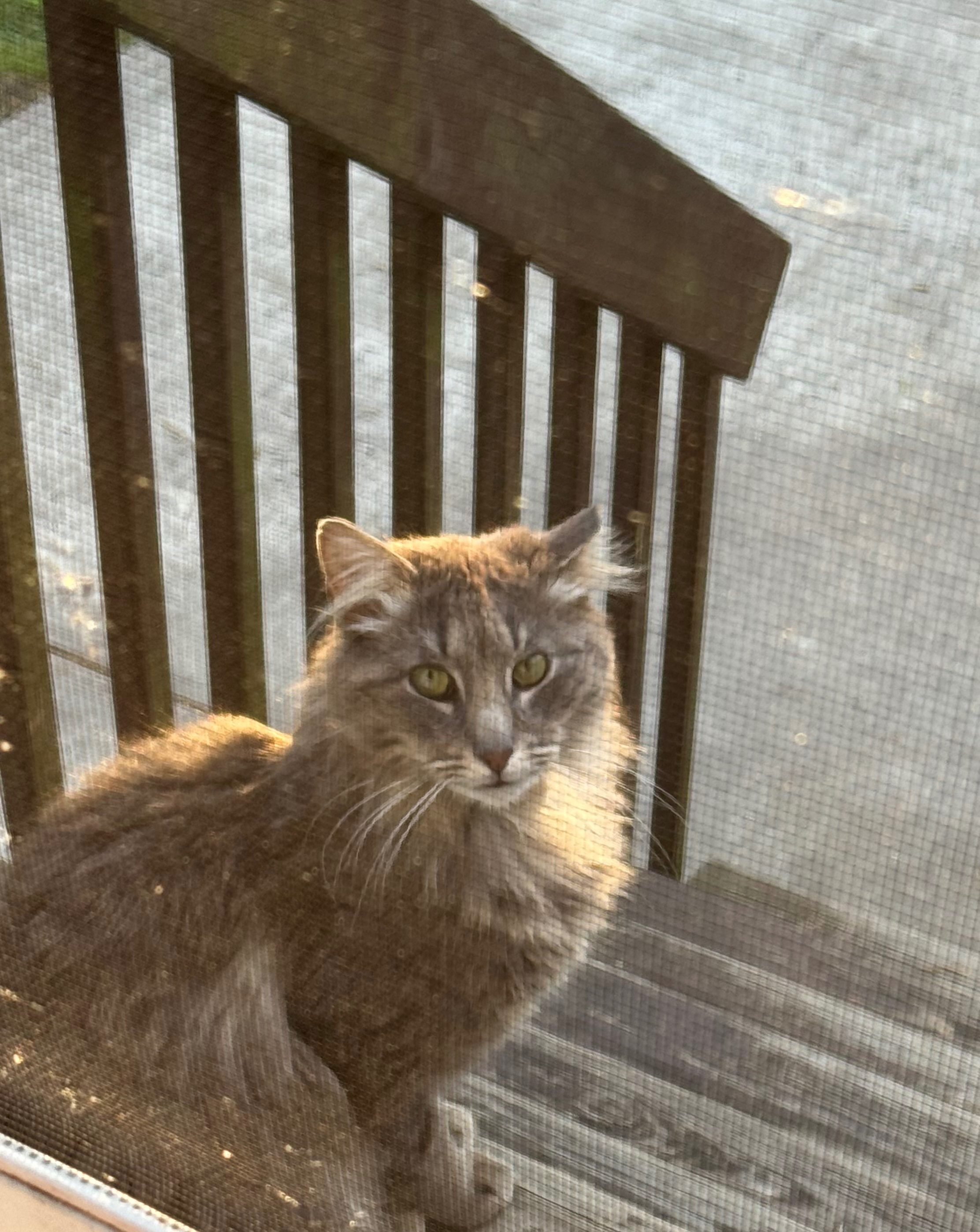 Fundraiser by Heather Dartnell : Help Yodel and Other Cats with MEOW Inc.