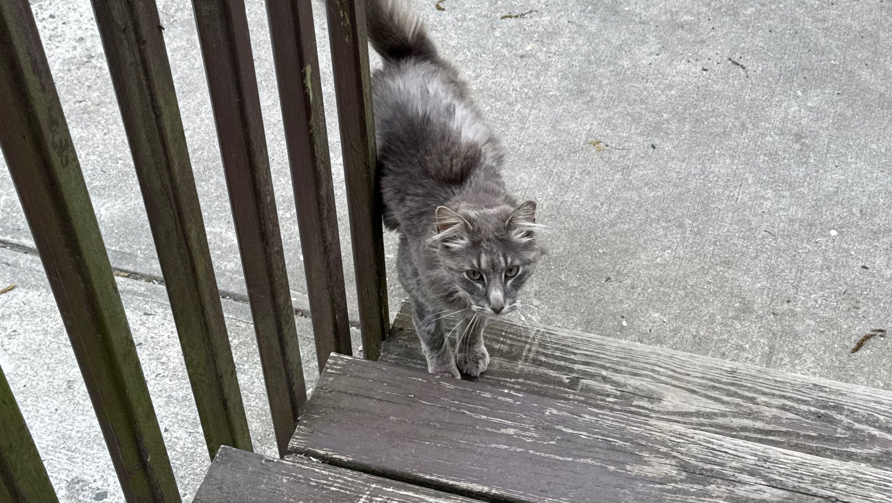 Fundraiser by Heather Dartnell : Help Yodel and Other Cats with MEOW Inc.