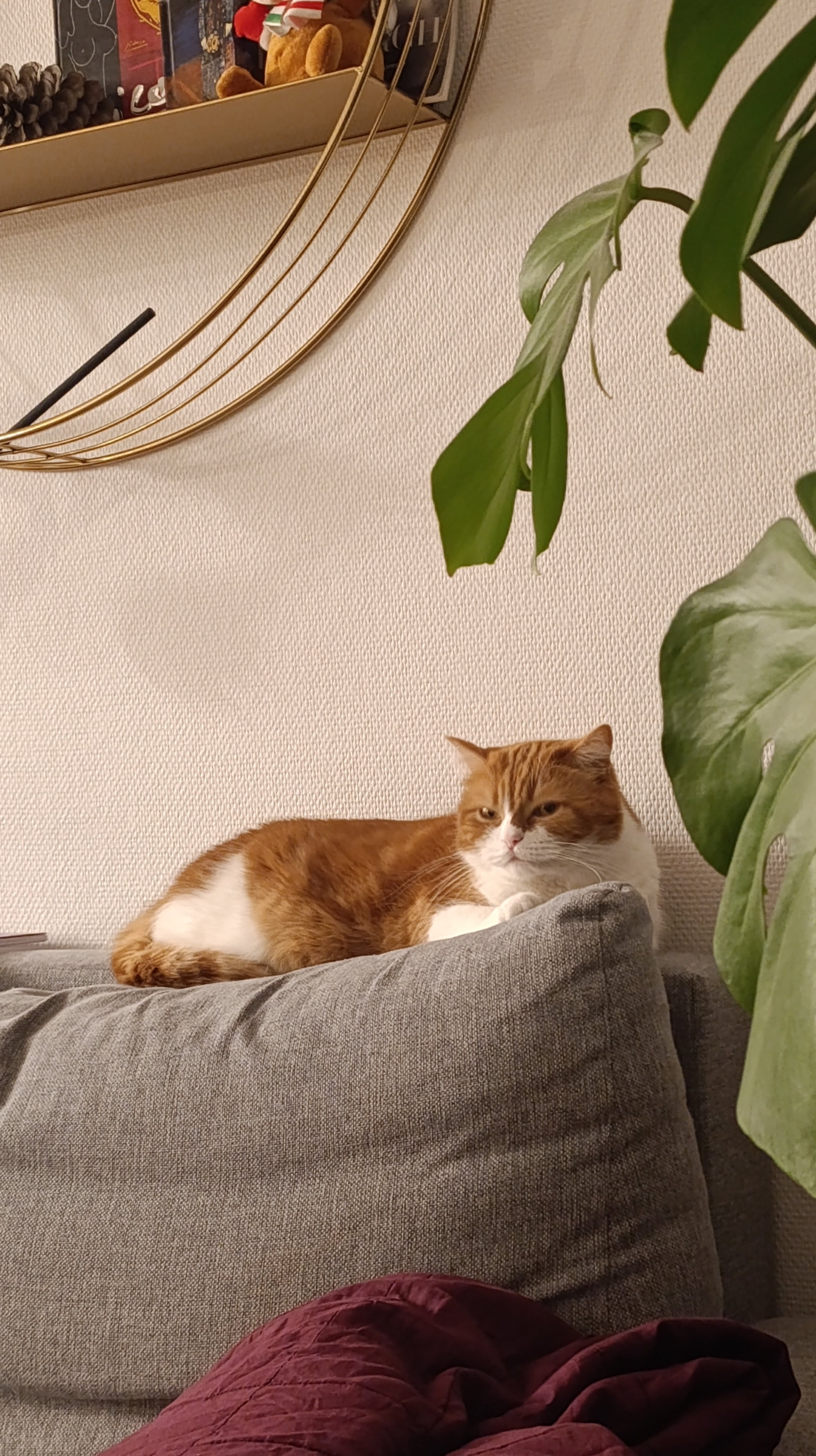 Fundraiser by Kate Bend : Our cat Lars is sick and we need help with bills