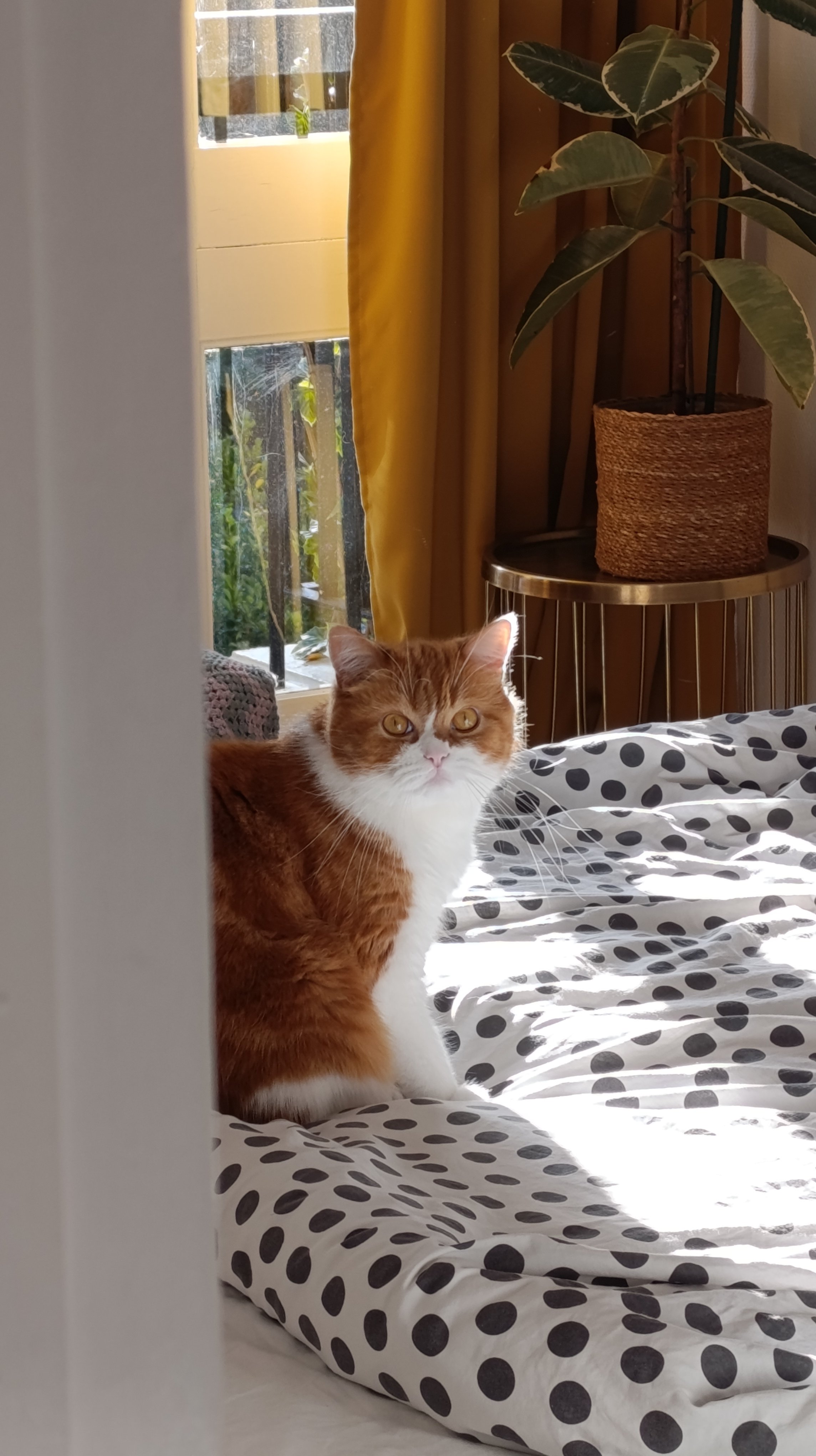 Fundraiser by Kate Bend : Our cat Lars is sick and we need help with bills