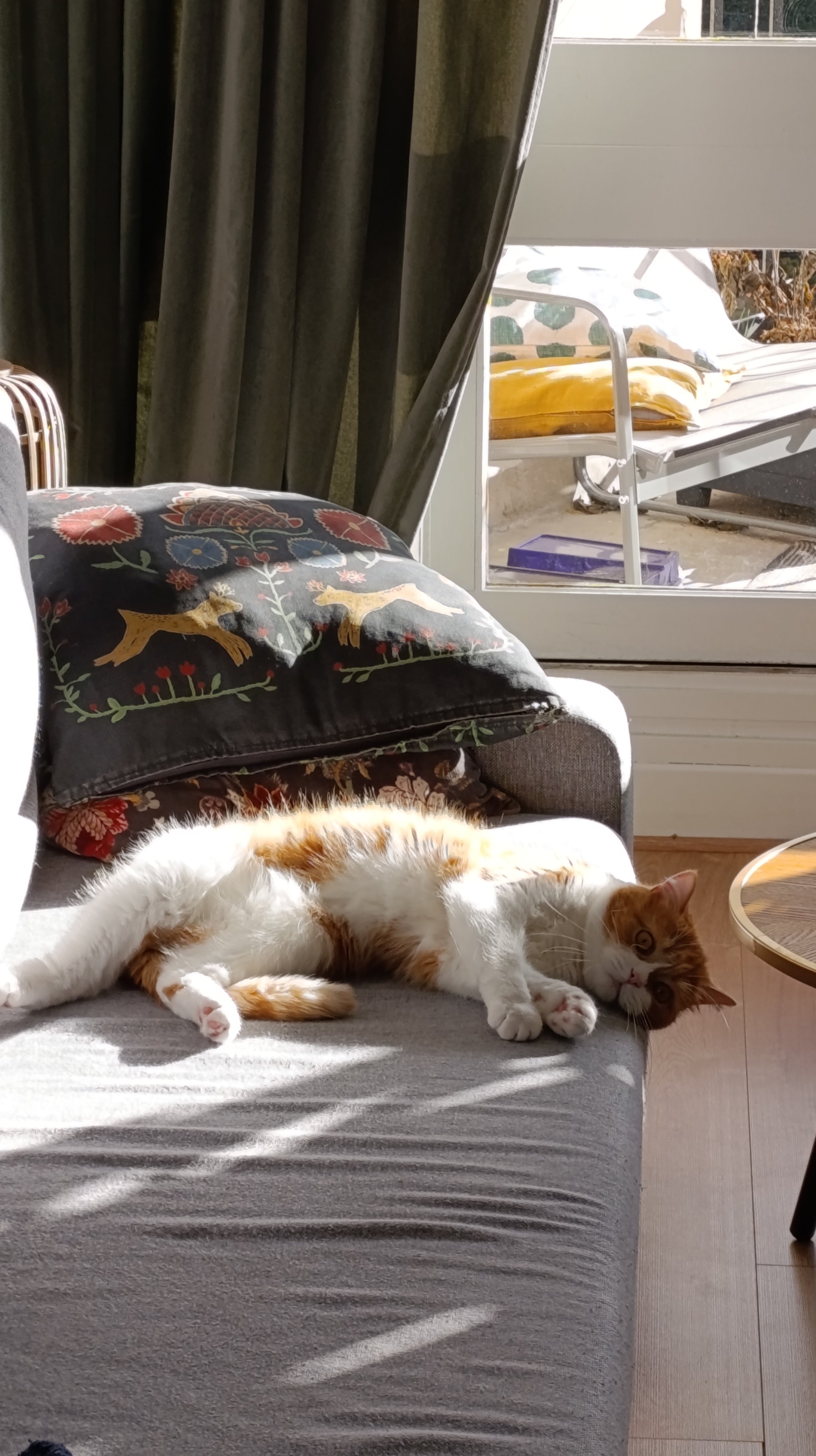 Fundraiser by Kate Bend : Our cat Lars is sick and we need help with bills