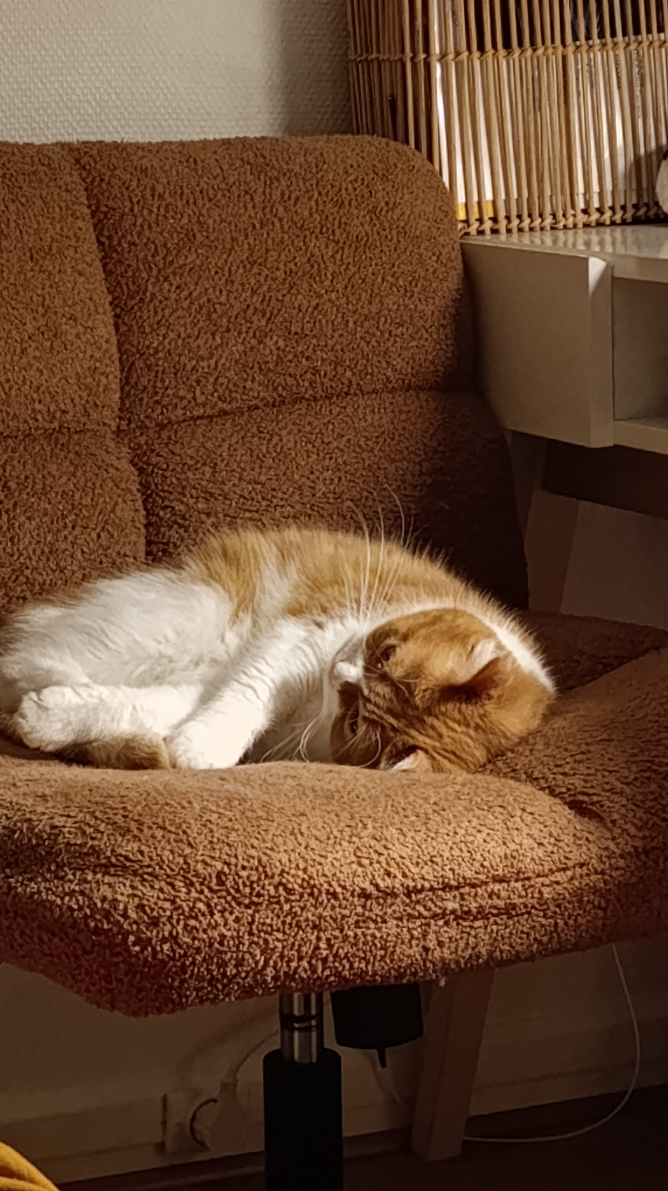 Fundraiser by Kate Bend : Our cat Lars is sick and we need help with bills