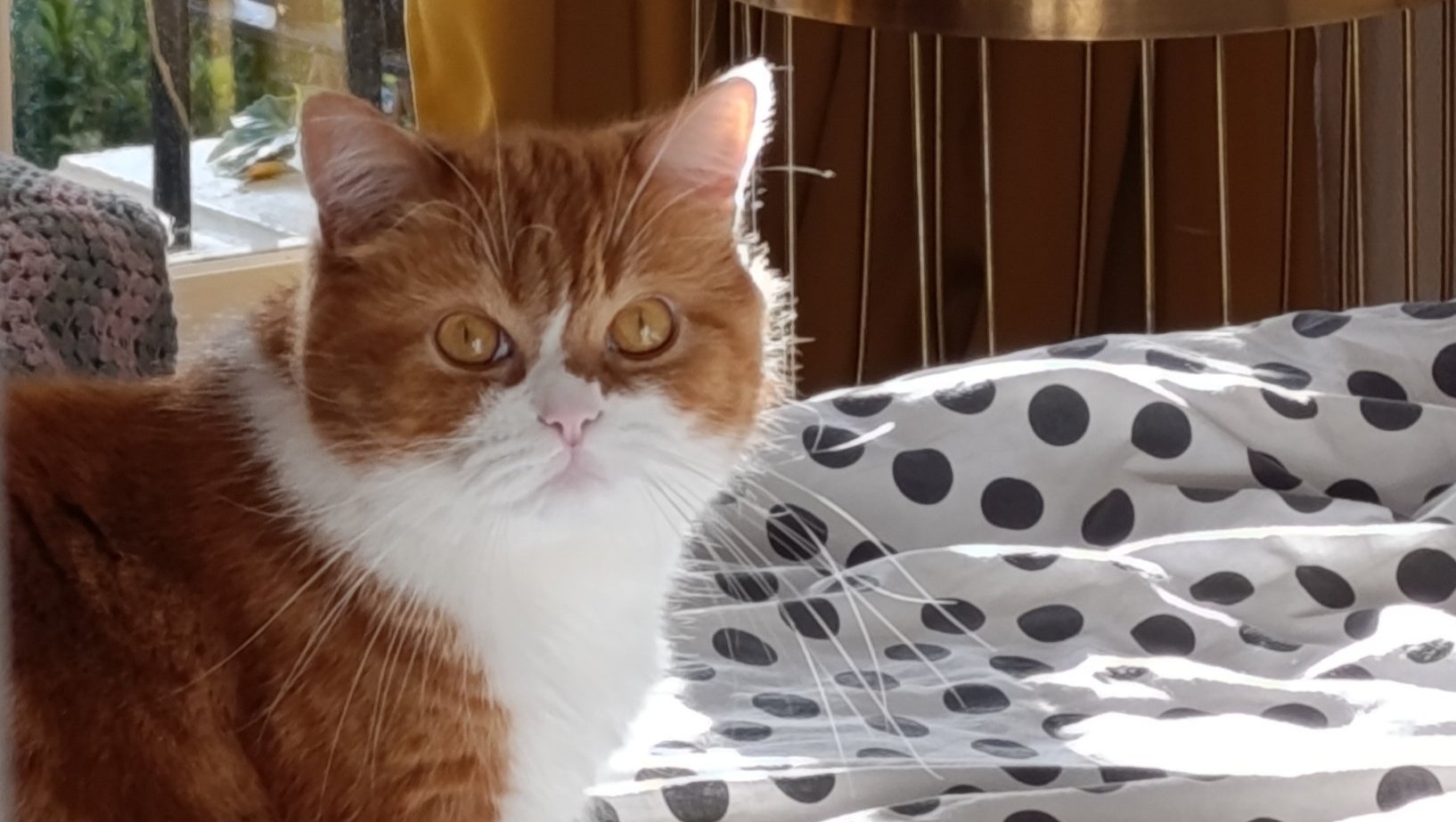 Fundraiser by Kate Bend : Our cat Lars is sick and we need help with bills